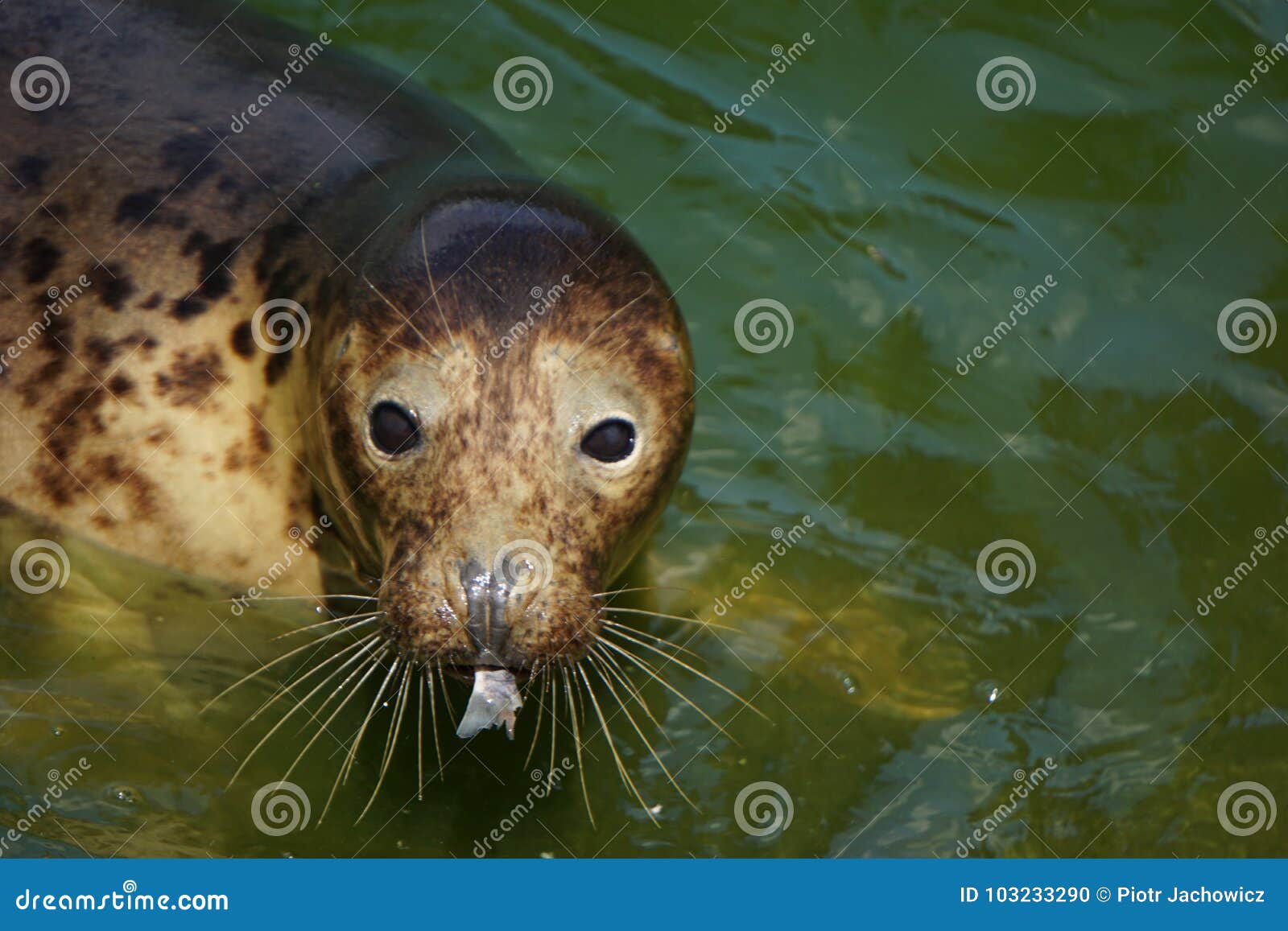 Seal of fish eating stock photo. Image of seal, fish - 103233290