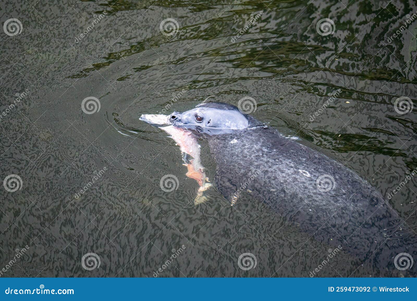 Seal with Fish in Its Mouth on a Harbor Stock Photo - Image of seal ...