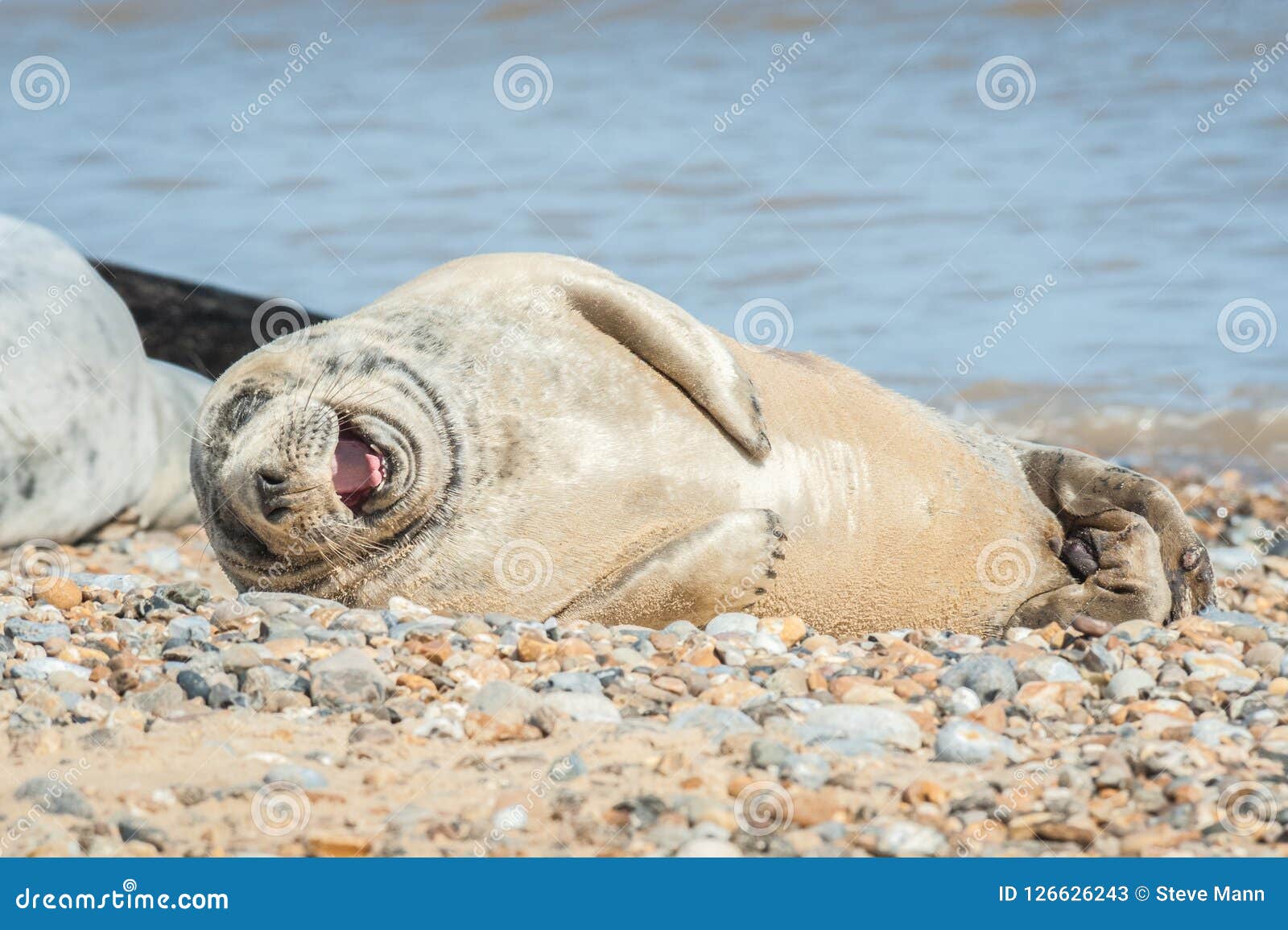 Joyful seal on a beach stock image. Image of face, mammal - 126626243