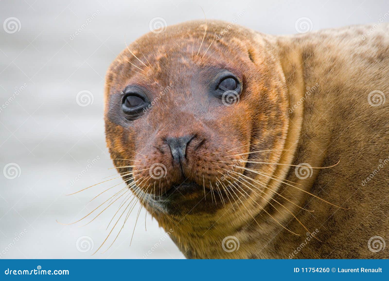 Seal Head stock photo. Image of nature, aquatic, wild - 11754260