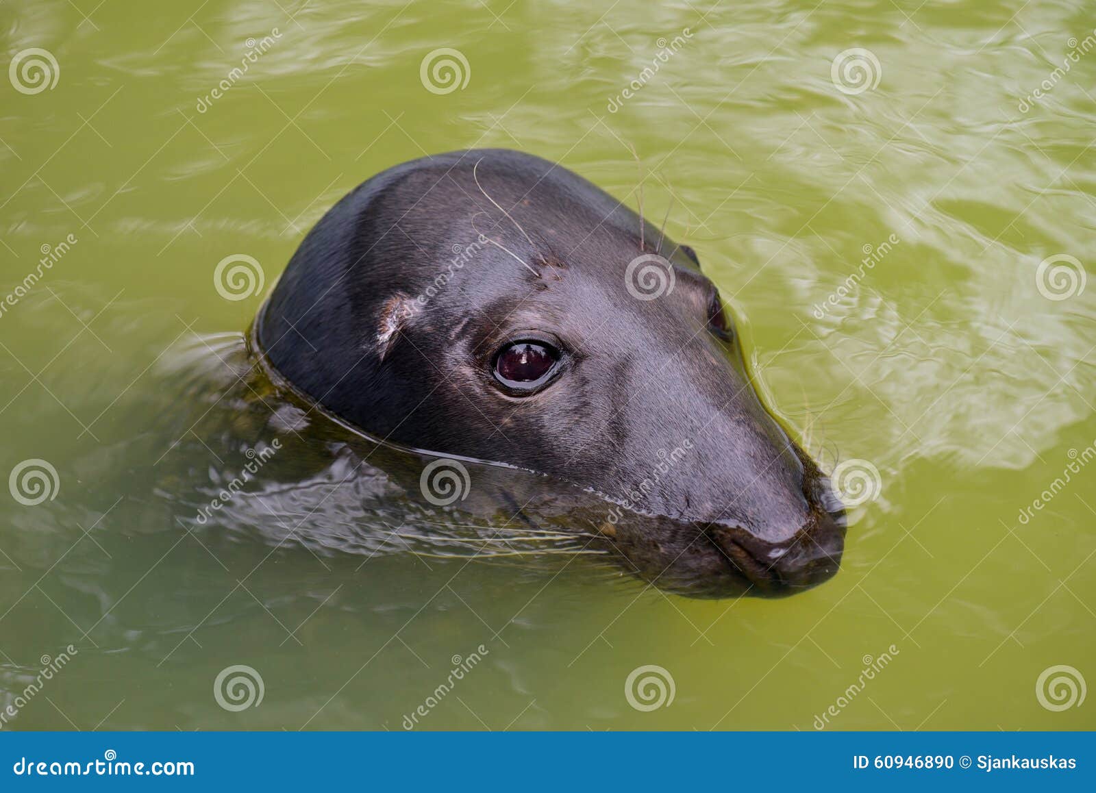 Seal head stock photo. Image of head, sleek, swimming - 60946890