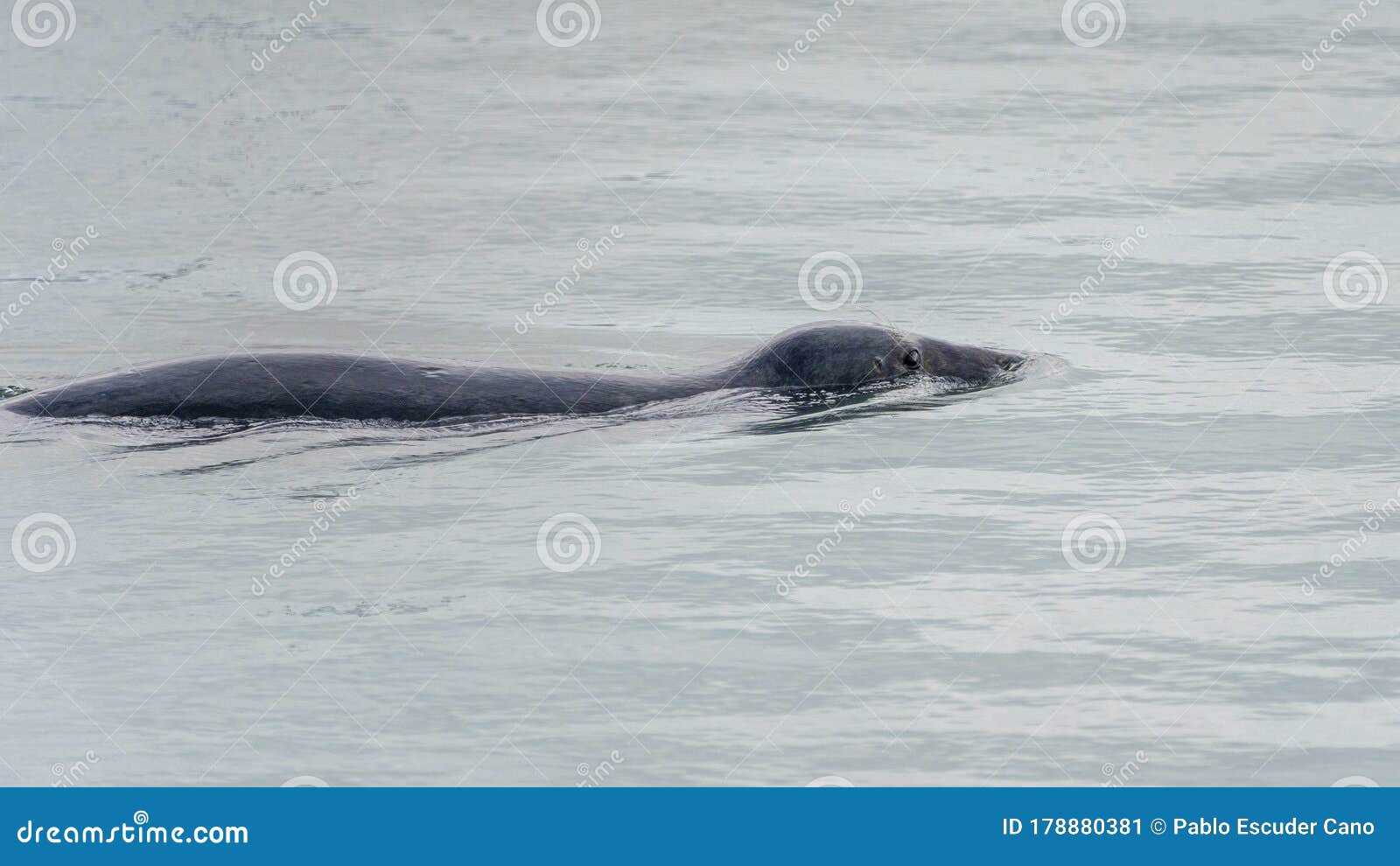 Seal at Howth harbor stock image. Image of outdoors - 178880381