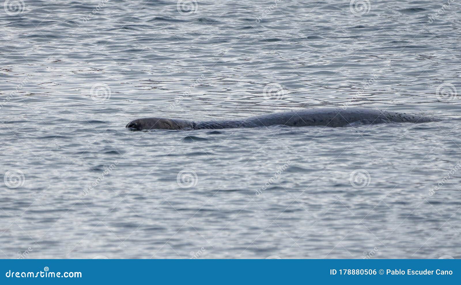 Seal at Howth harbor stock photo. Image of cygnet, colourful - 178880506