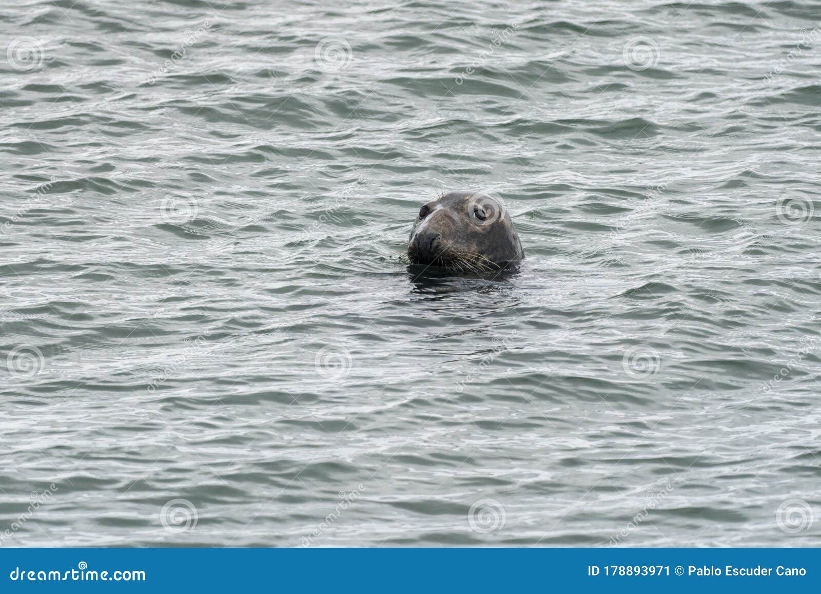 Seal at Howth harbor stock image. Image of beach, coast - 178893971
