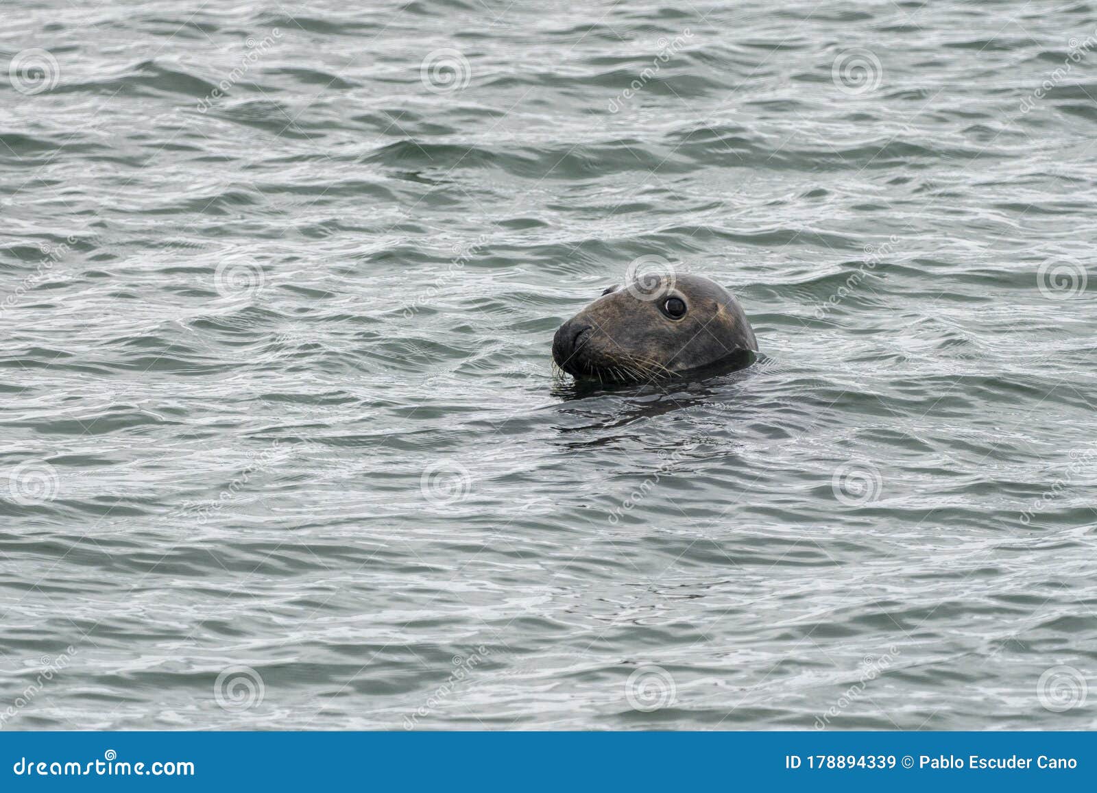 Seal at Howth harbor stock image. Image of irish, coast - 178894339