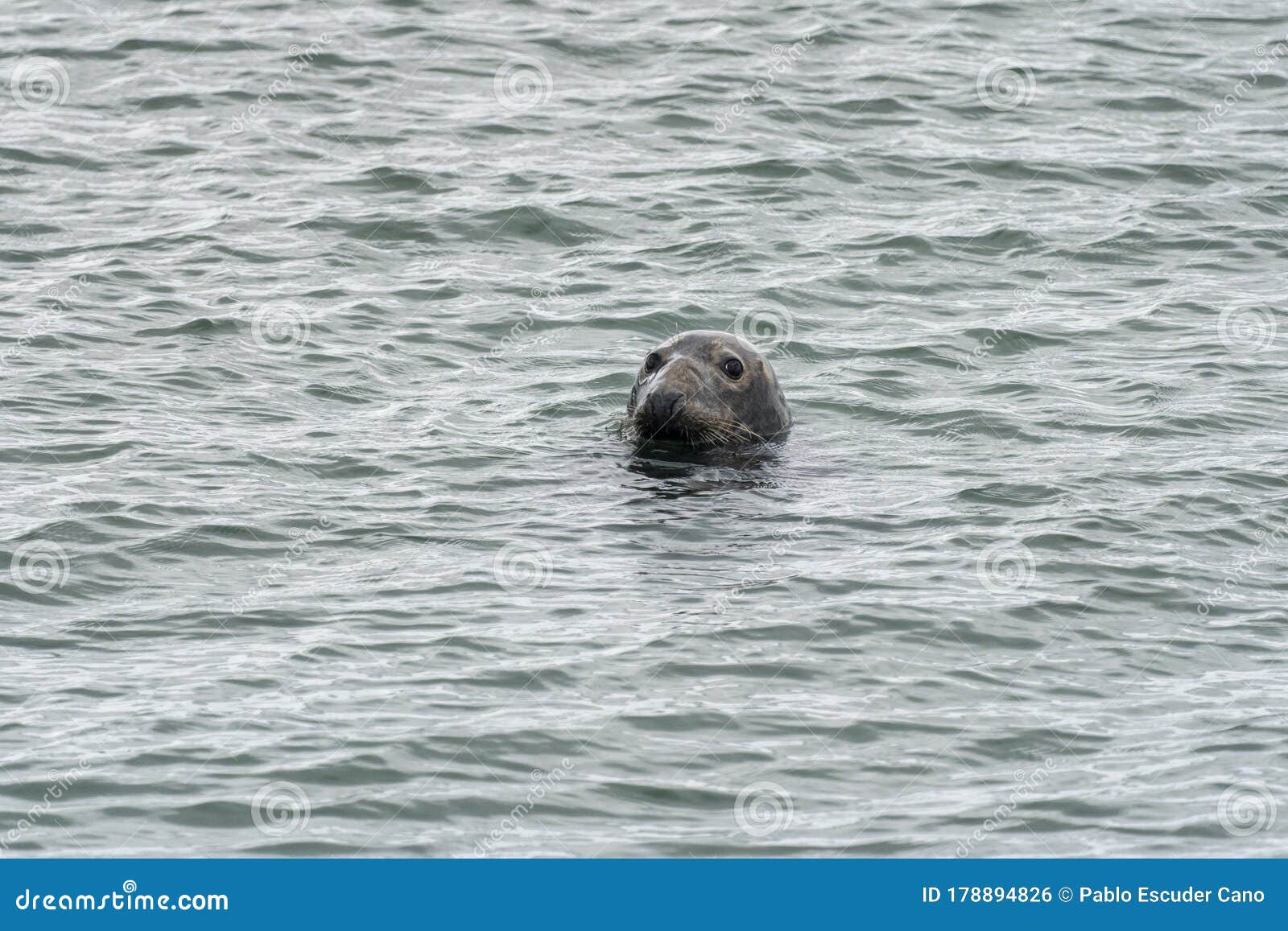 Seal at Howth harbor stock photo. Image of ridge, nature - 178894826