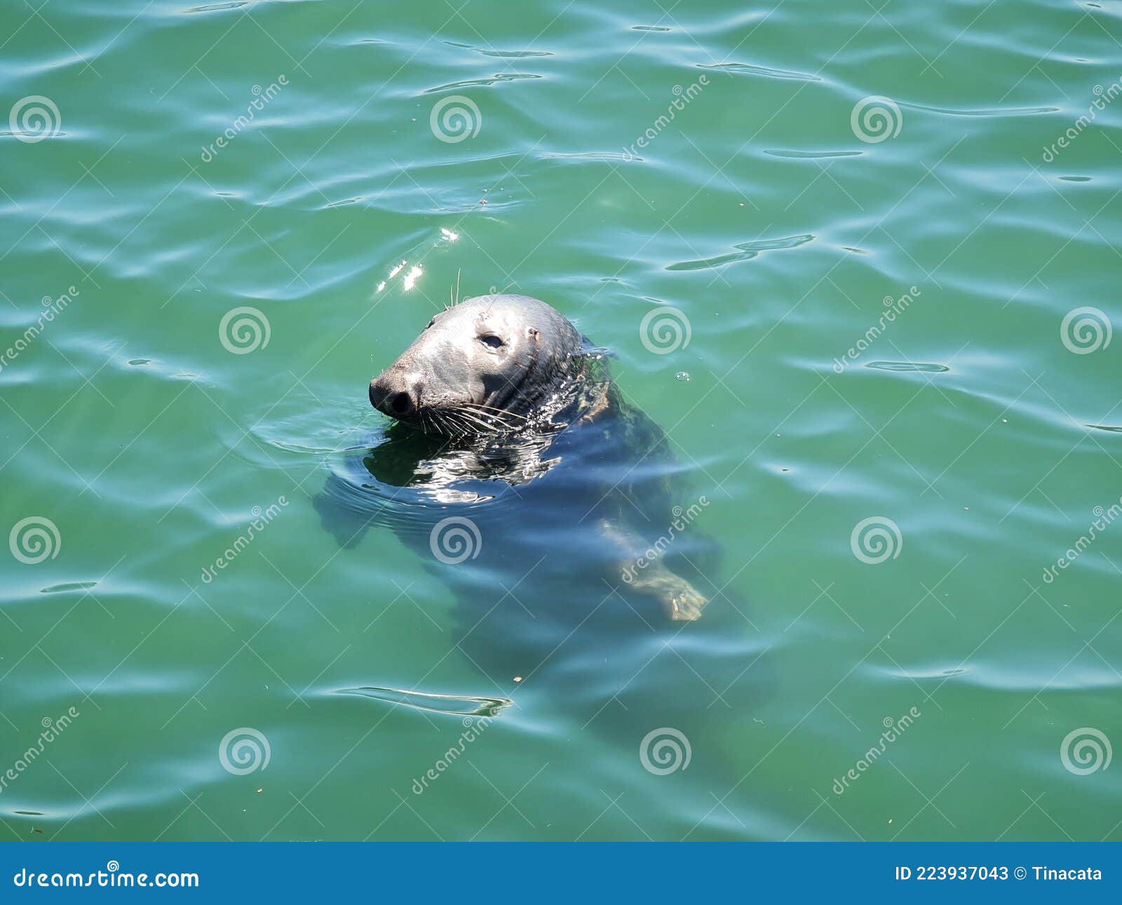 Seal in Howth Harbour, Ireland Stock Image - Image of underwater, iriah ...