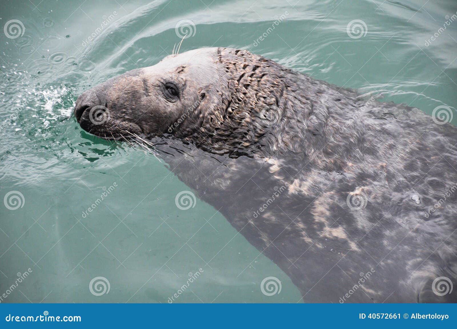 Seal at Howth Harbour, Ireland Stock Image - Image of wildlife, ocean ...
