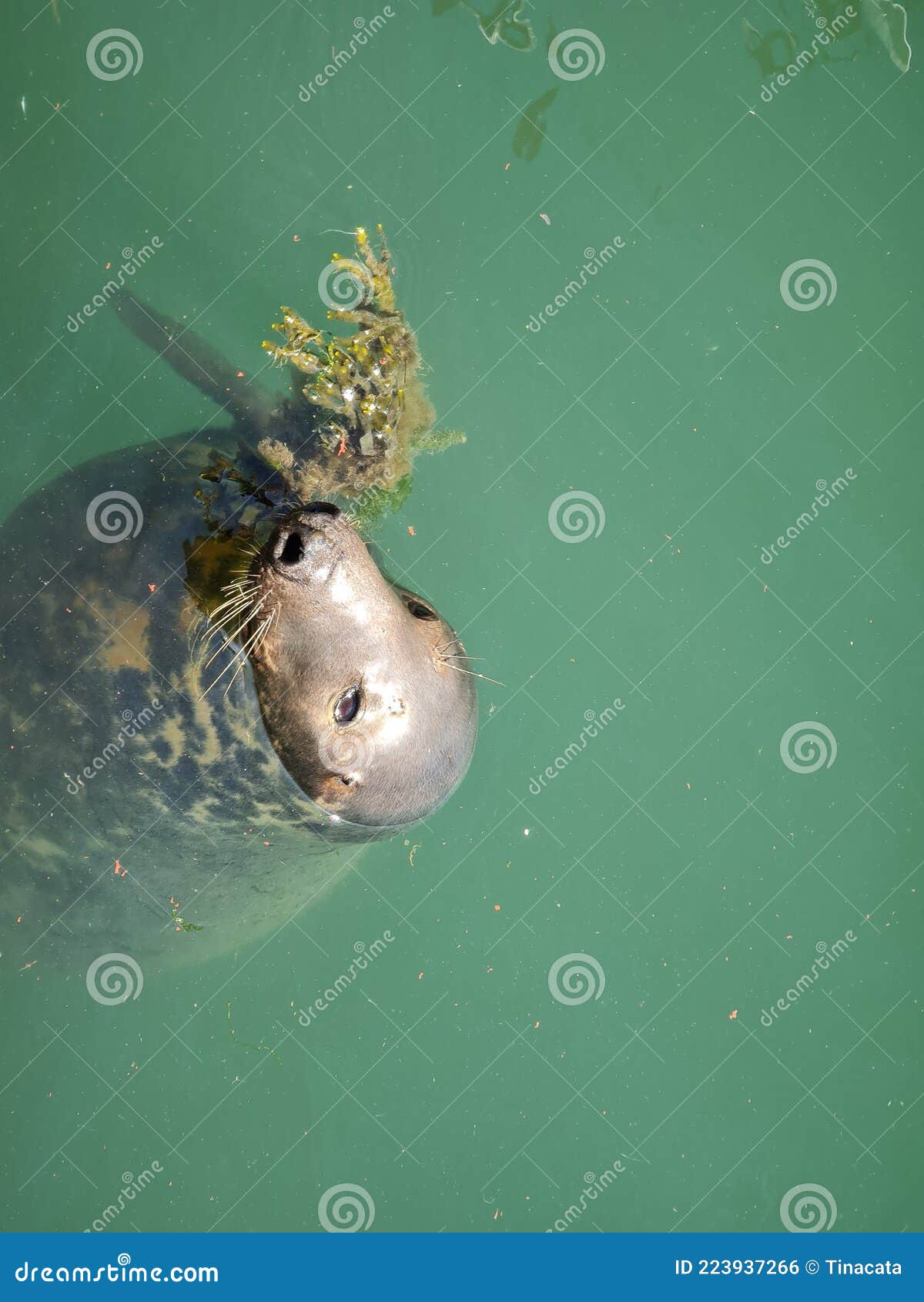 Seal in Howth, Irish sea stock photo. Image of reef - 223937266