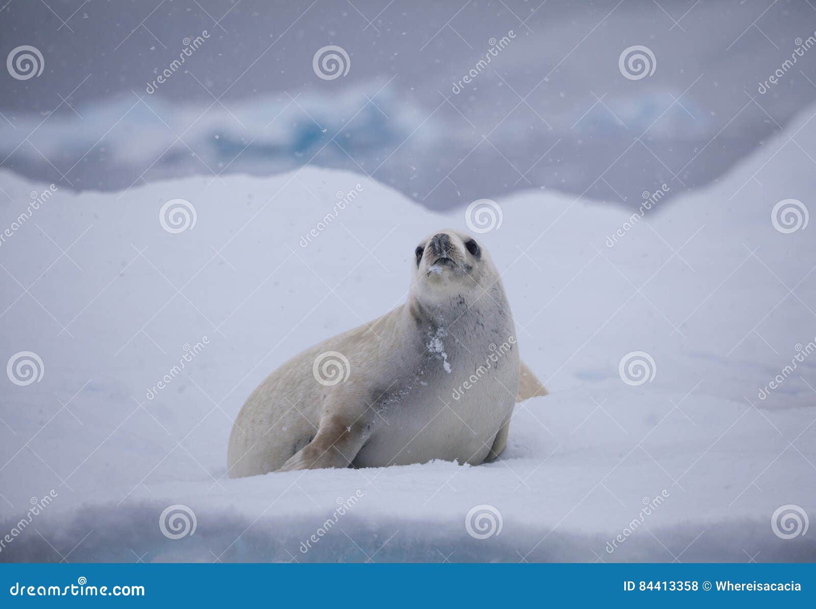 Seal on Ice in Falling Snow Stock Photo - Image of portrait, experience ...