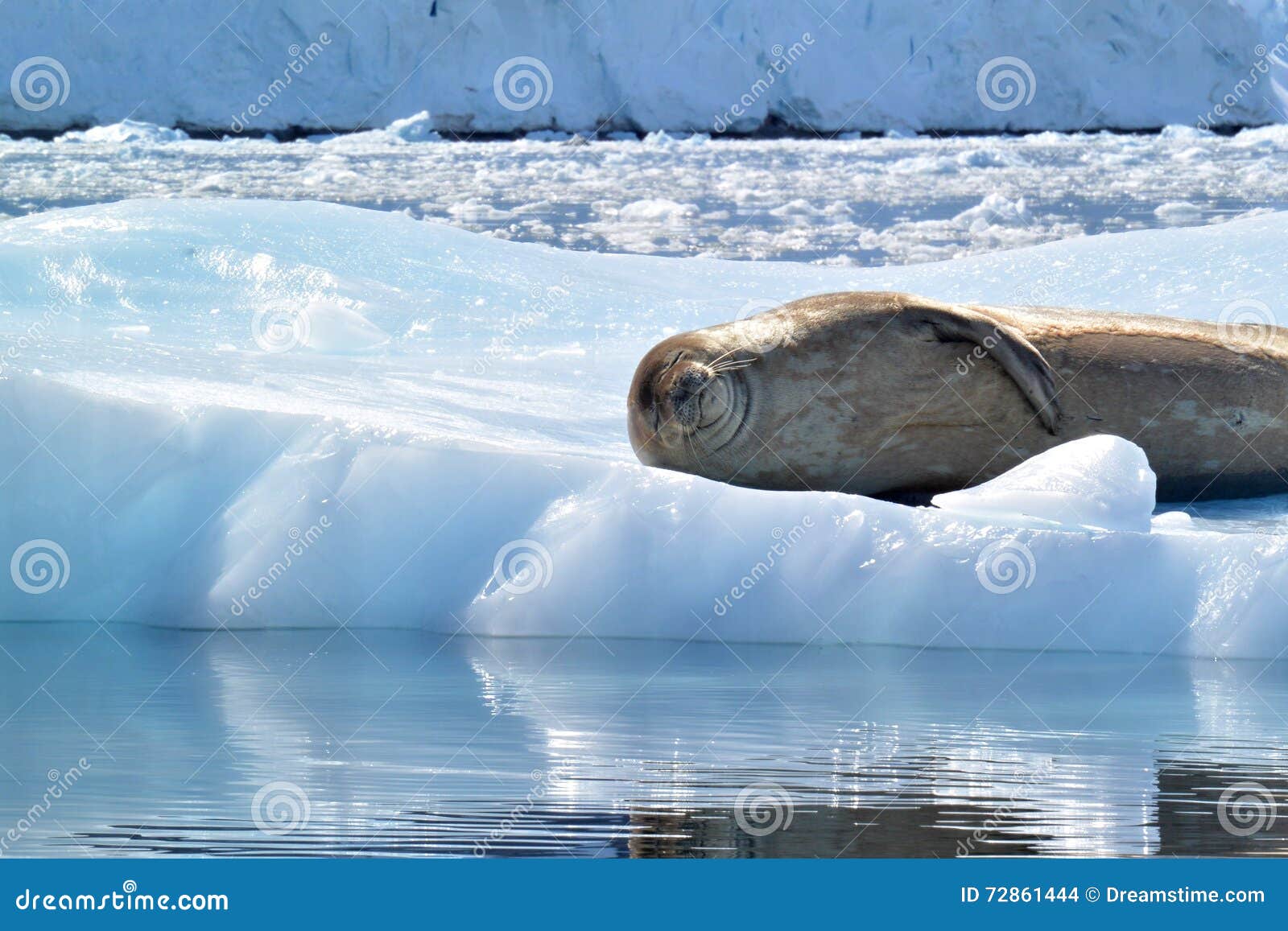 A seal on an iceberg stock photo. Image of ocean, playfully - 72861444