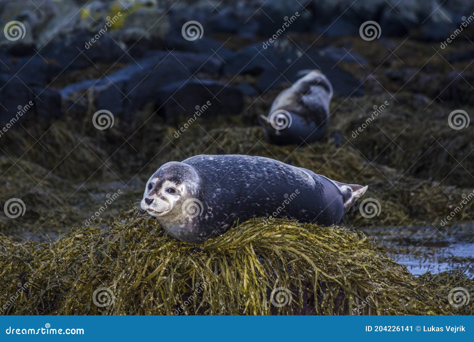 A Seal in Iceland while Relaxing on a Rock and Looking at You Stock ...