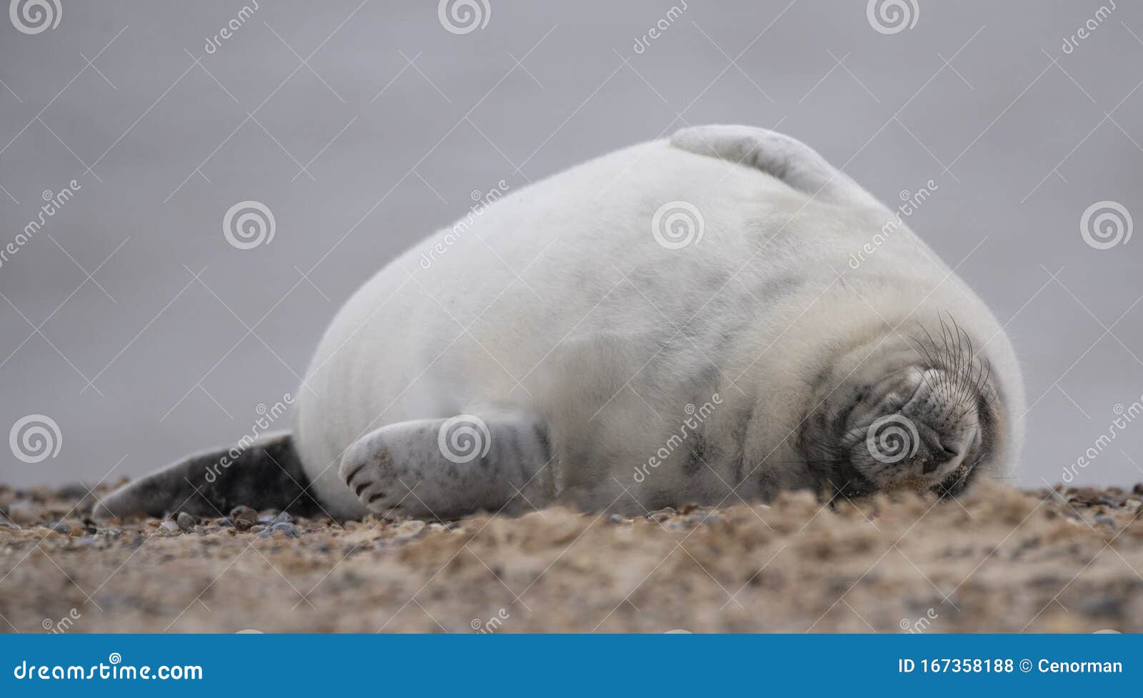 Seal Laying on the Beach at Sunrise in Norfolk Stock Photo - Image of ...