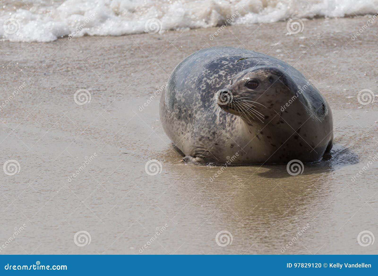 Seal Lays on Beach and Looks To Left Stock Photo - Image of marine ...