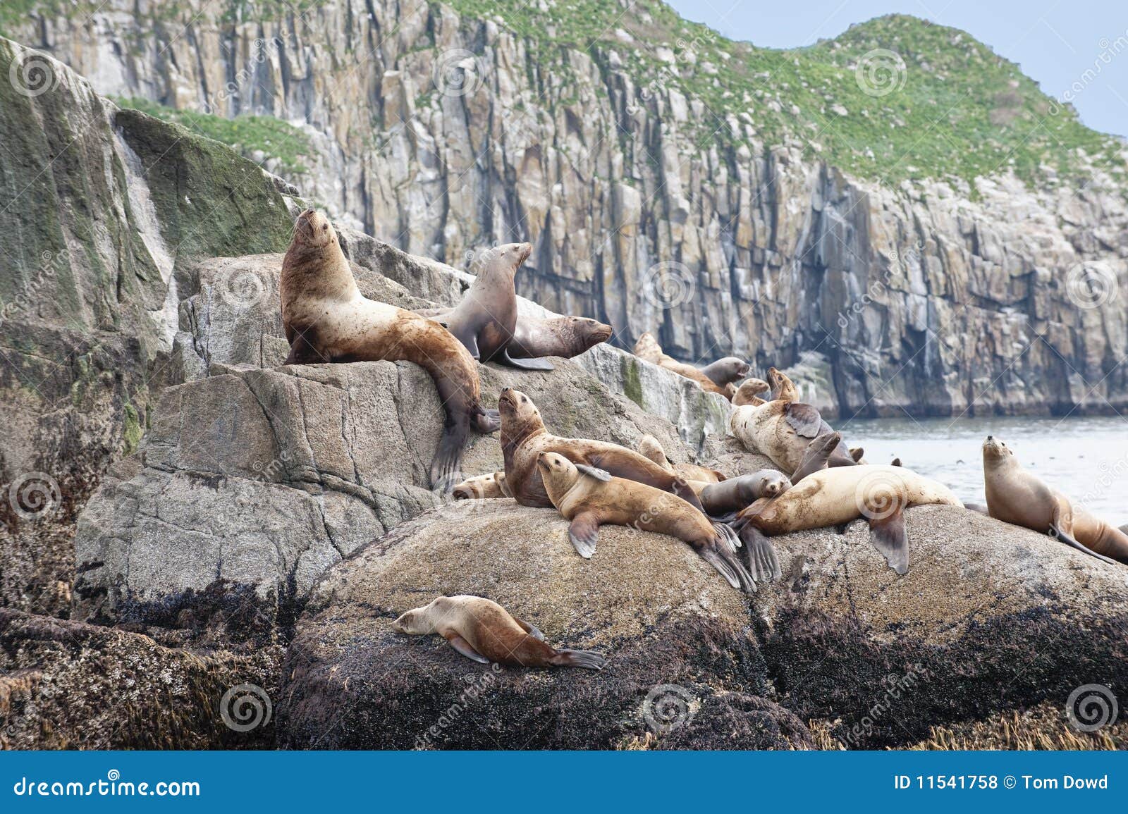 Seal lions stock photo. Image of animals, ocean, nature - 11541758