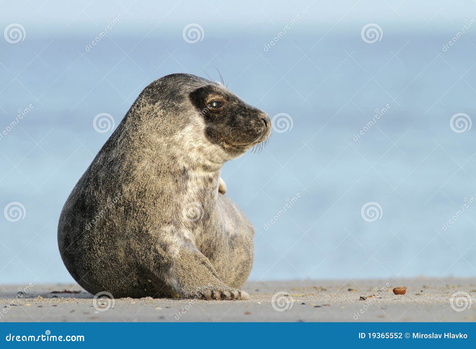 Seal looking stock photo. Image of wild, seal, rest, relaxation - 19365552