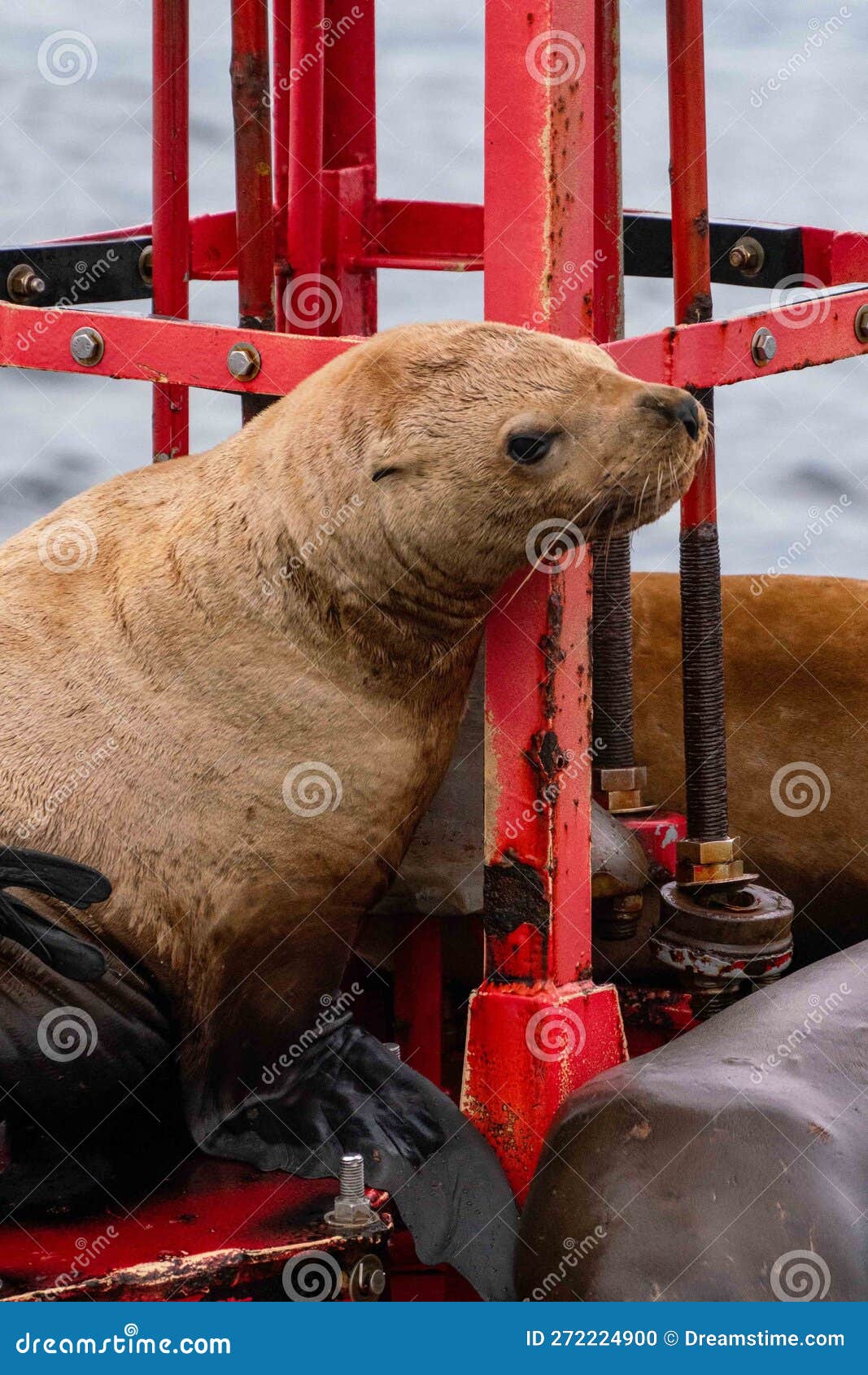 Seal Looking at Camera with Intrigued Expression during the Day Atop a ...