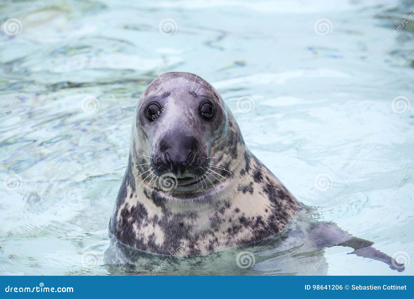 Seal looking at camera stock photo. Image of quebec, animals - 98641206
