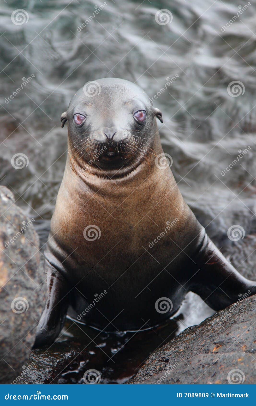 Seal looking at viewer stock image. Image of swimming - 7089809