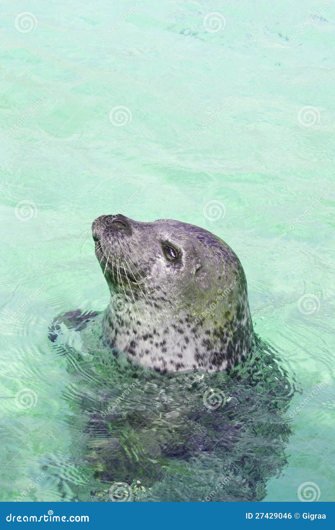 Seal looking from water stock photo. Image of young, wildlife - 27429046
