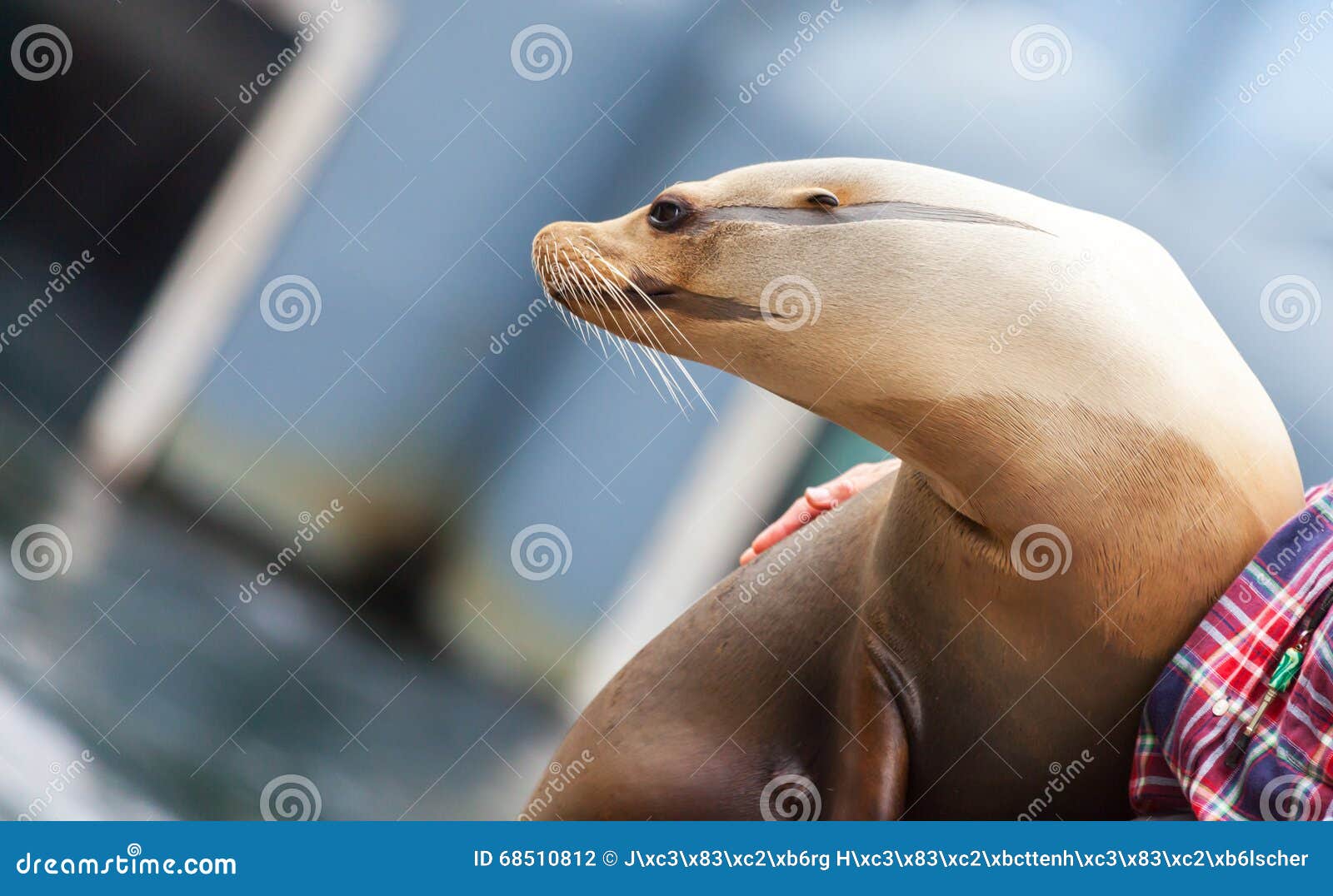 Seal Side Stock Photo | CartoonDealer.com #10803978
