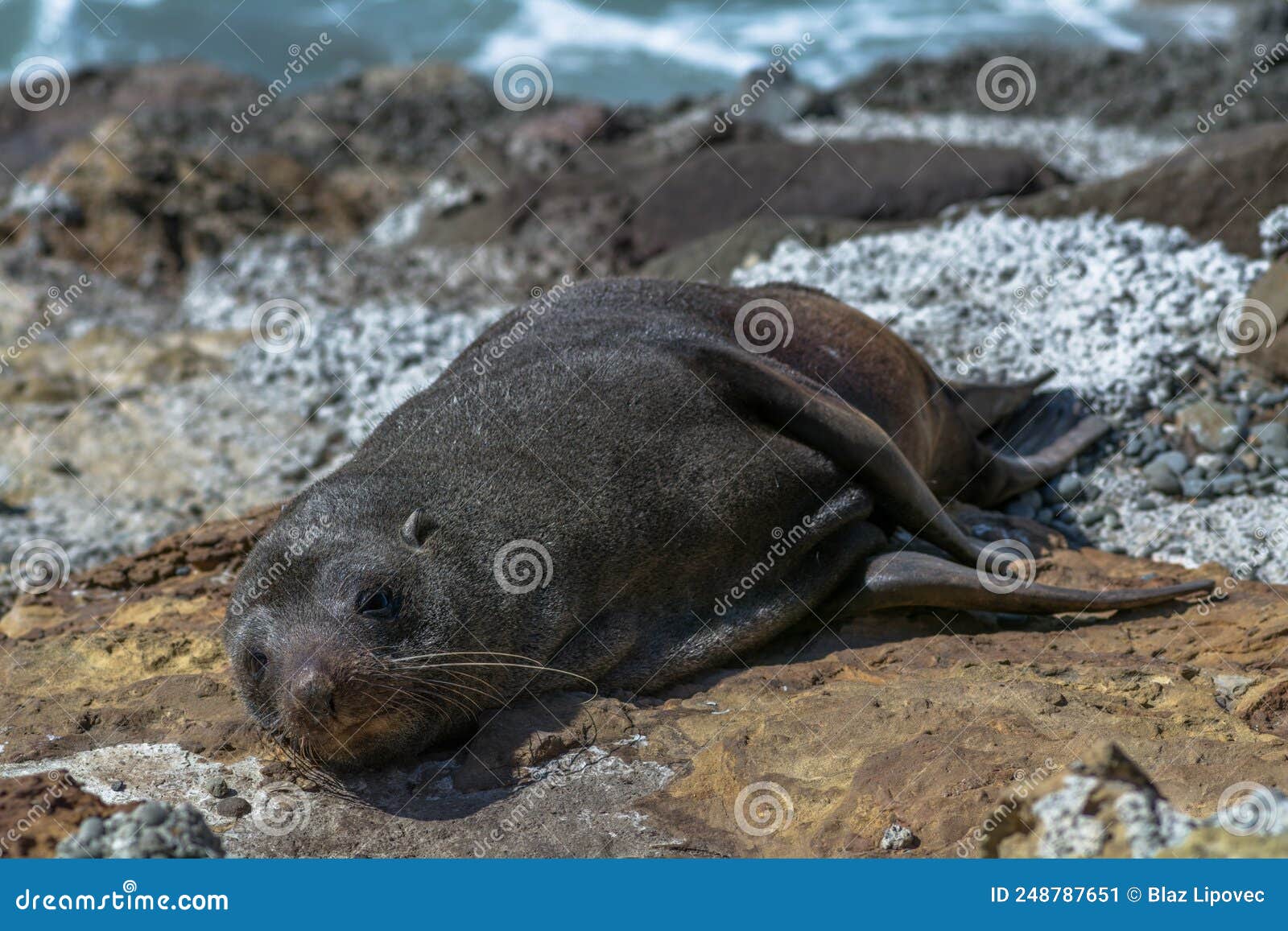 Seal Lying on Rocks Ocean Beach Resting Stock Image - Image of nature ...