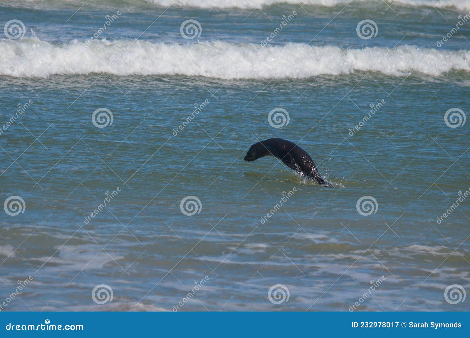 A seal moving in the water stock image. Image of coast - 232978017