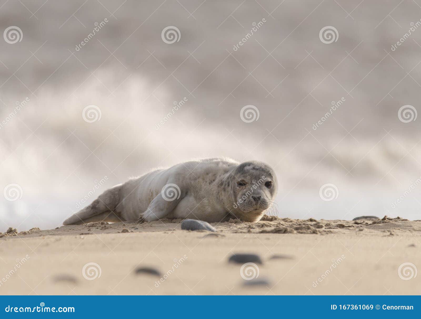 A Grey Atlantic Seal on the Beach Stock Image - Image of atlantic ...
