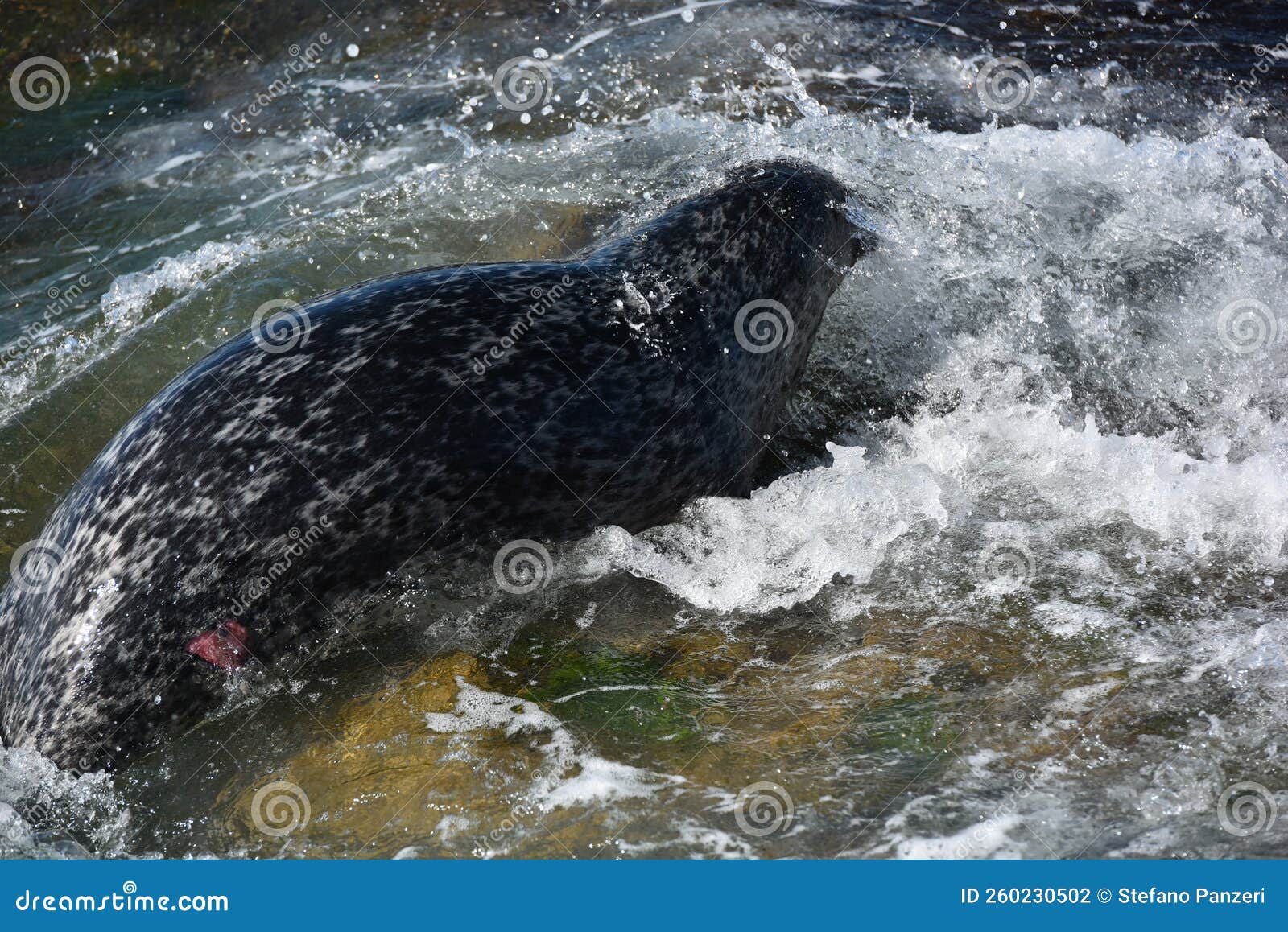 Seal in the Ocean Approaching the Coast Stock Photo - Image of coast ...