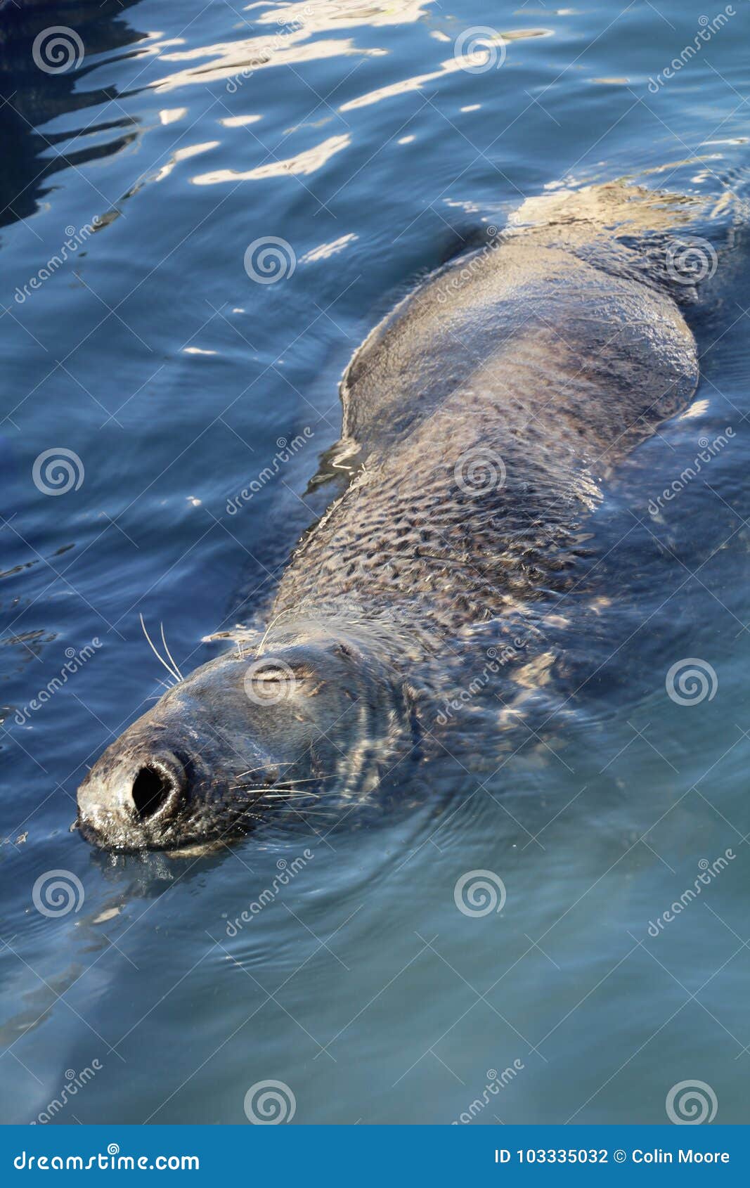 Seal off the cornish Coast stock photo. Image of sealife - 103335032