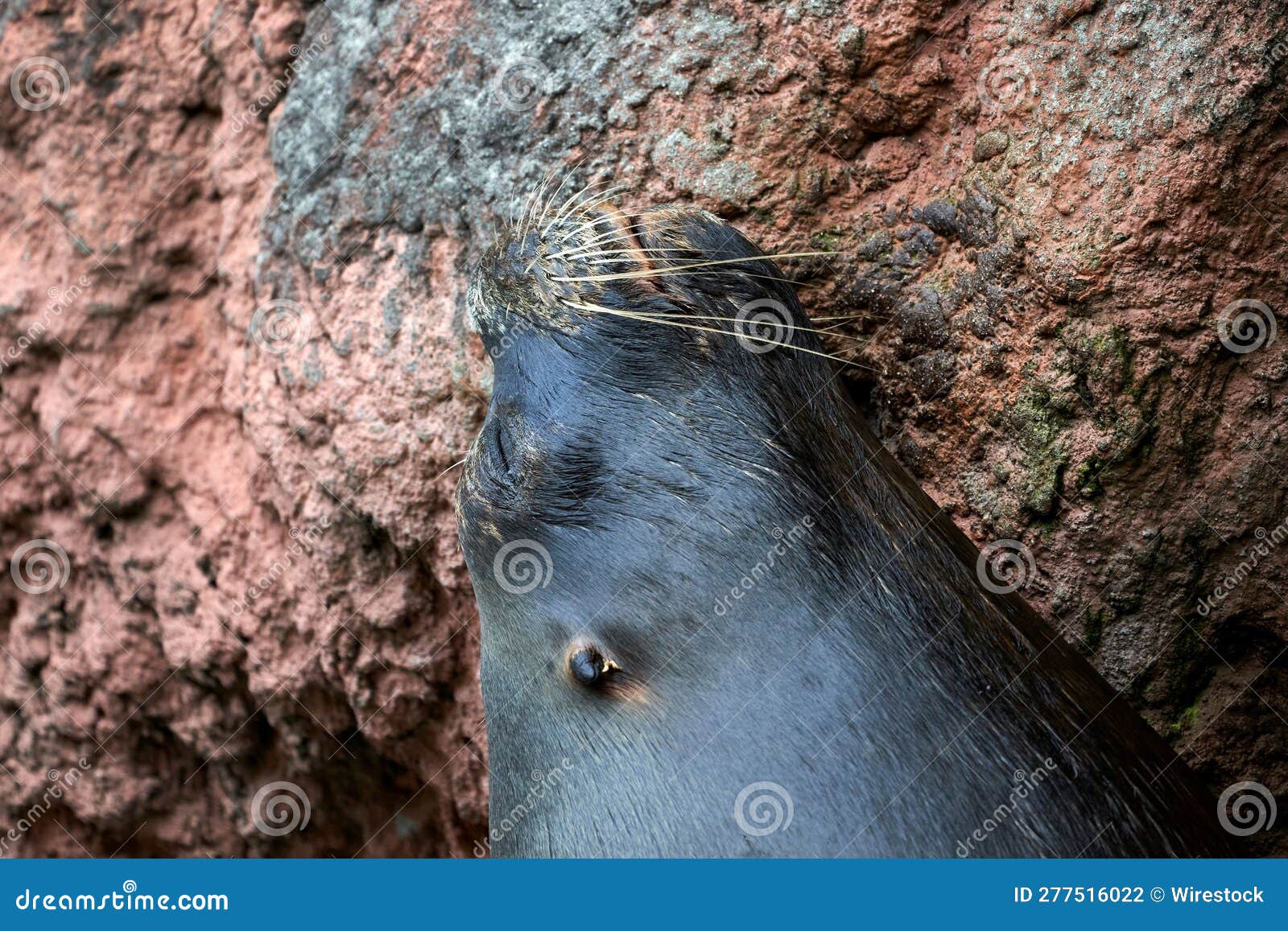 Seal Peeking Out from the Left Side of a Rocky Cliff Face Stock Photo ...