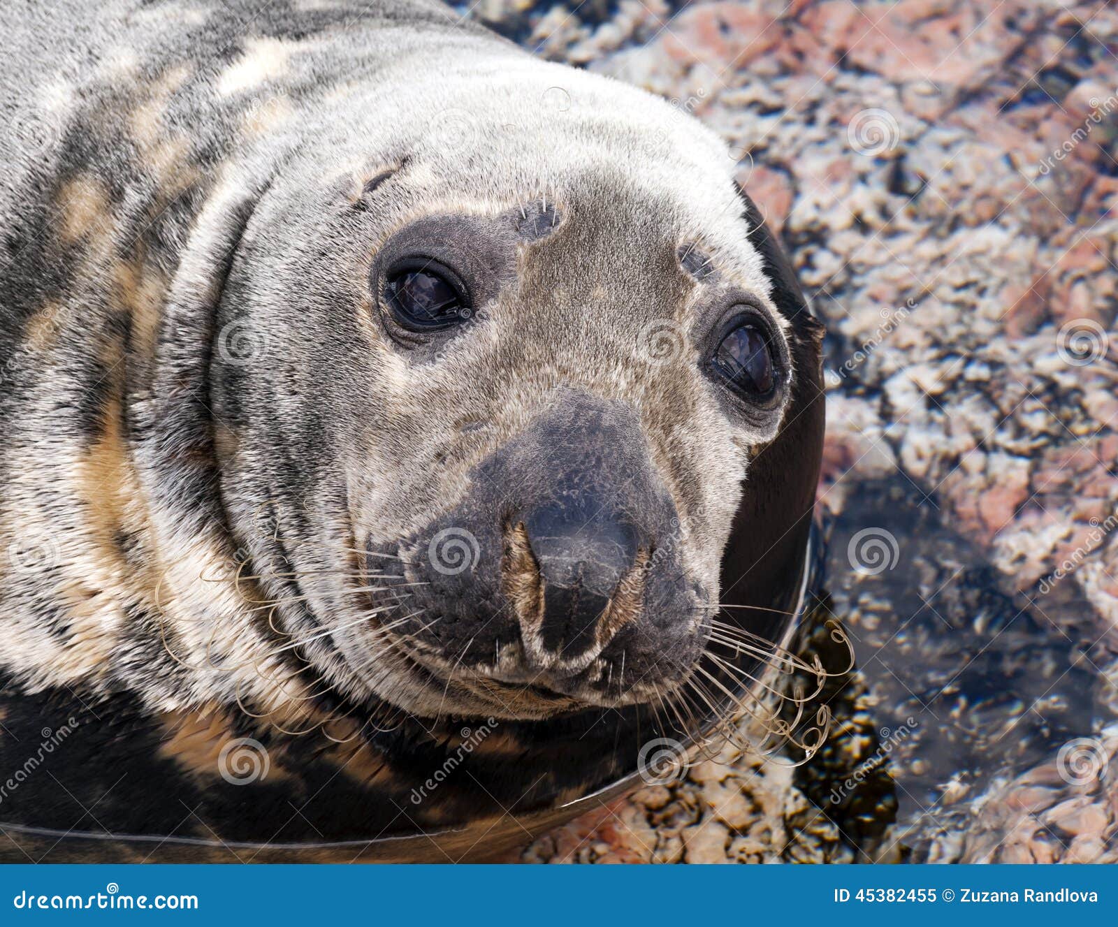 Seal (Pinnipeds, Often Generalized As Seals) Stock Image - Image of ...