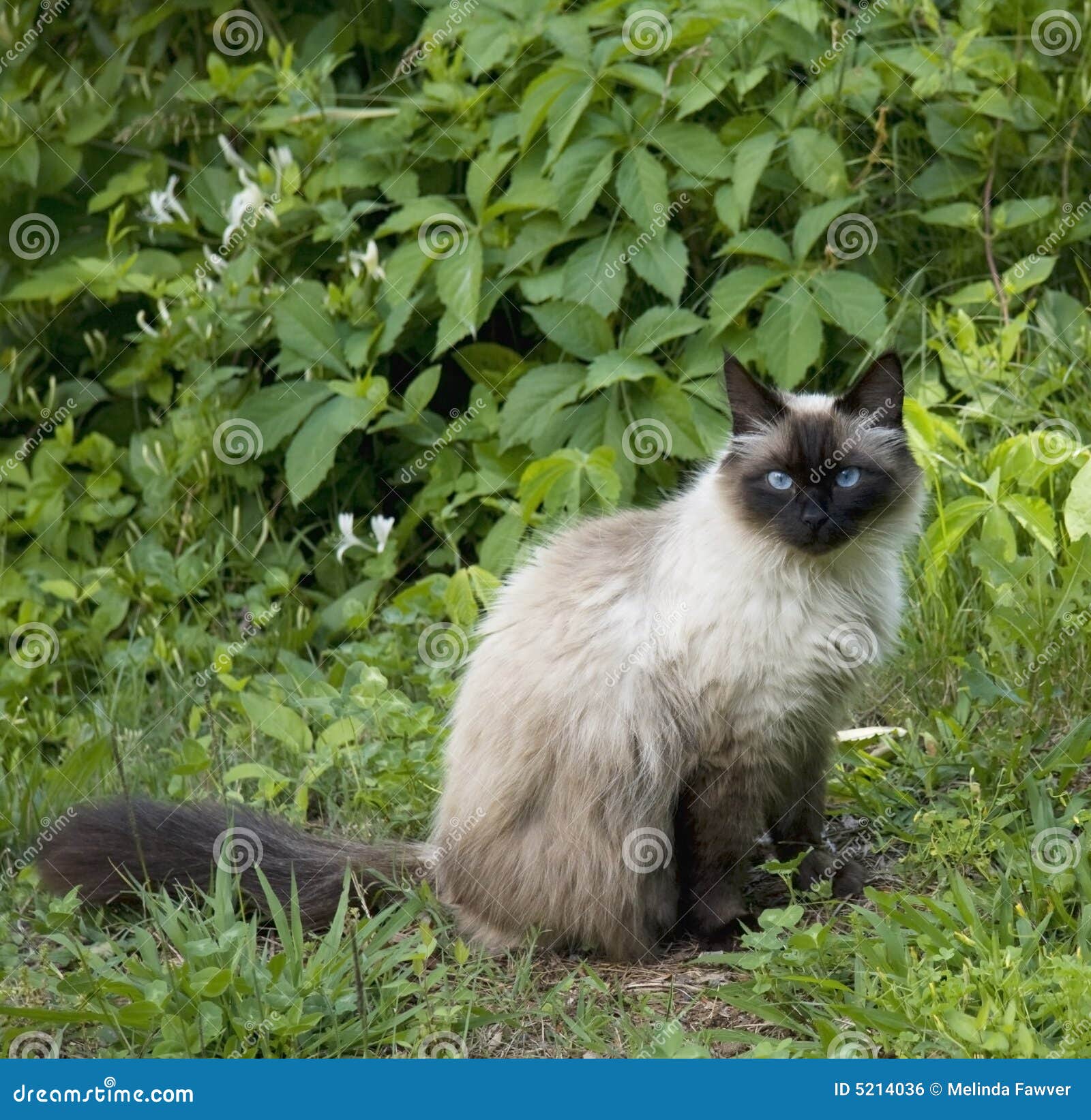 Seal Point Cat stock photo. Image of portrait, birman - 5214036