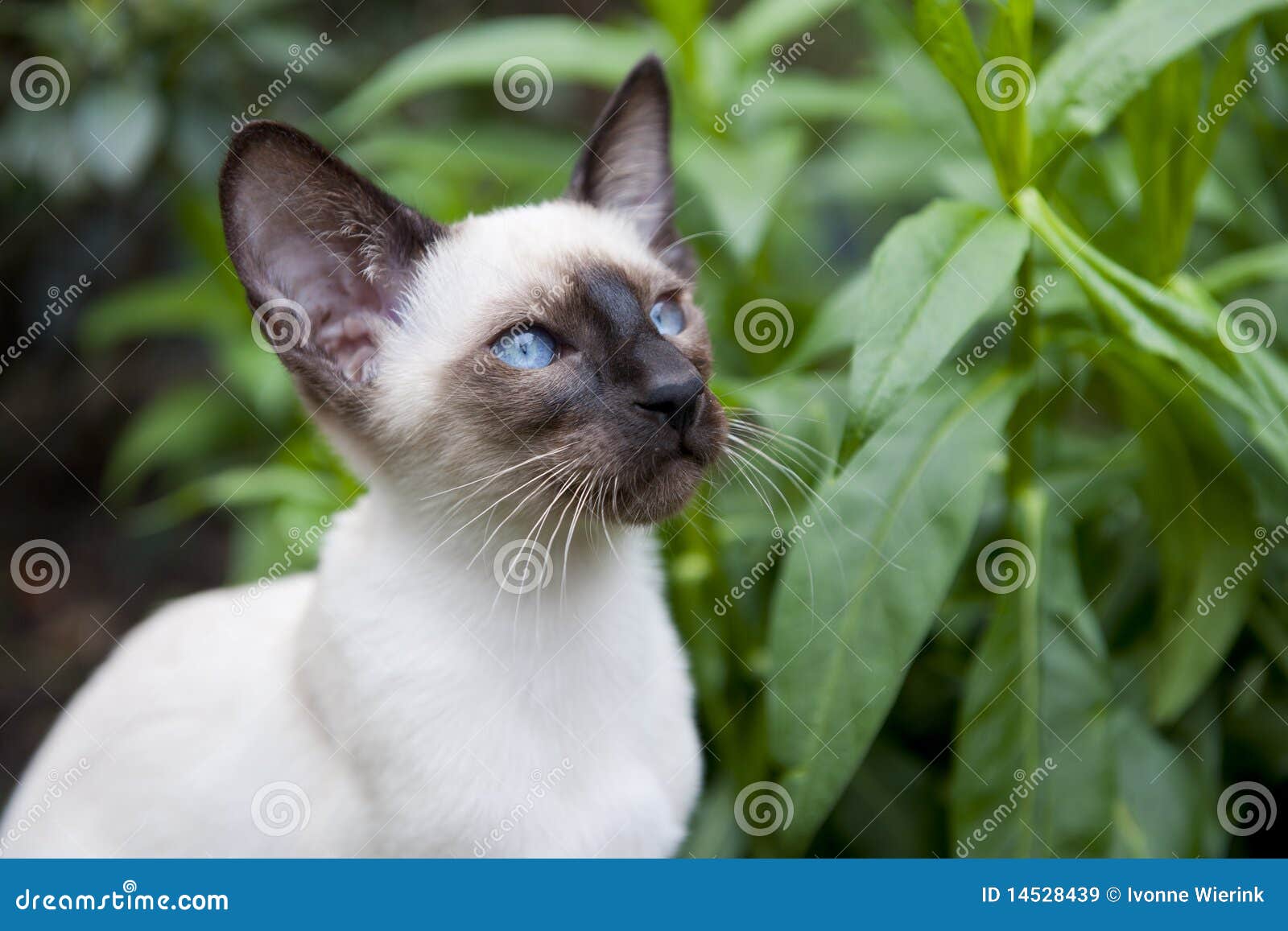 Seal point siamese cat stock image. Image of nature, pure - 14528439