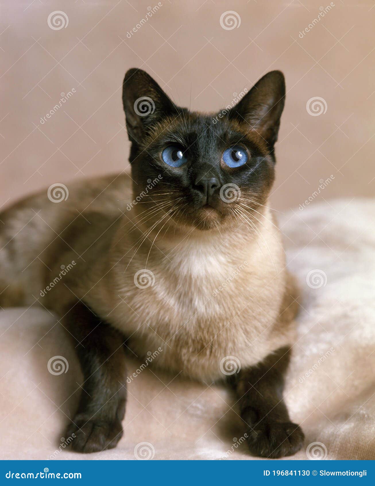 Seal Point Siamese Domestic Cat Stock Photo - Image of catus, seal ...