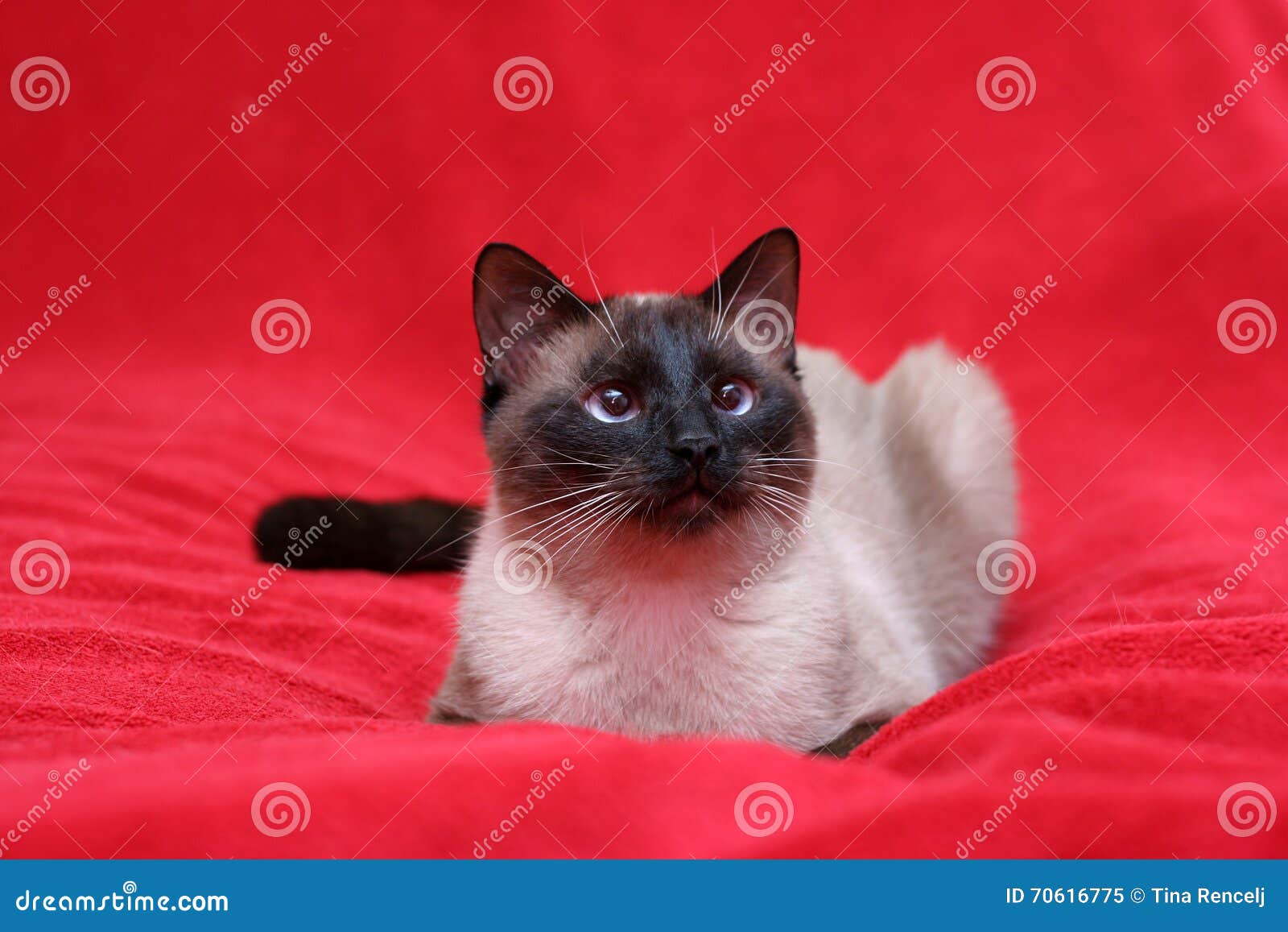 Traditional Seal Point Siamese