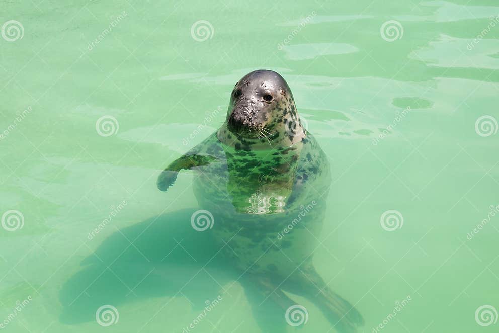 Seal in the pool stock photo. Image of water, seal, eared - 19970952
