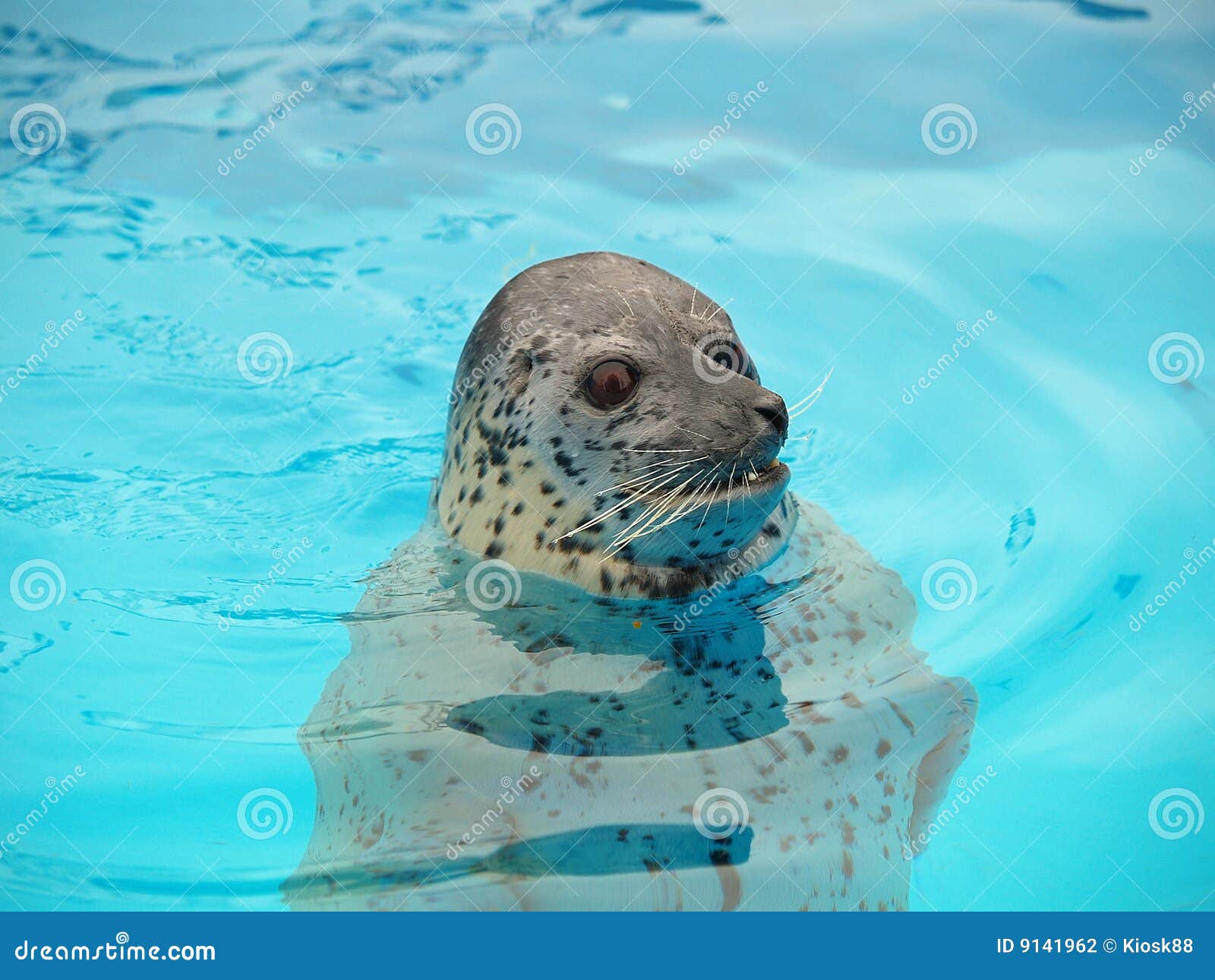 Seal in pool stock photo. Image of ocean, japan, funny - 9141962