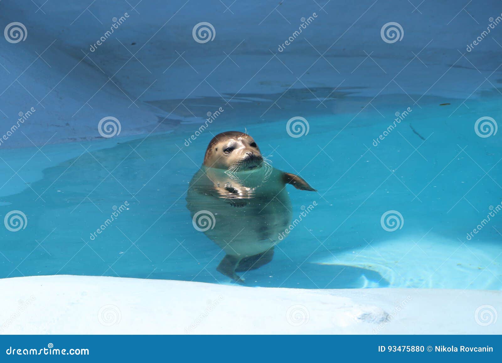 Seal in pool stock photo. Image of harbor, seal, life - 93475880