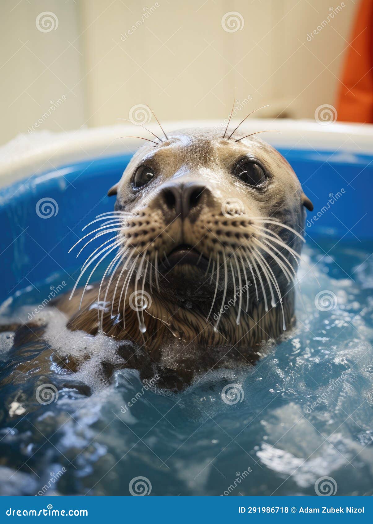 A seal in a pool stock illustration. Illustration of mammal - 291986718