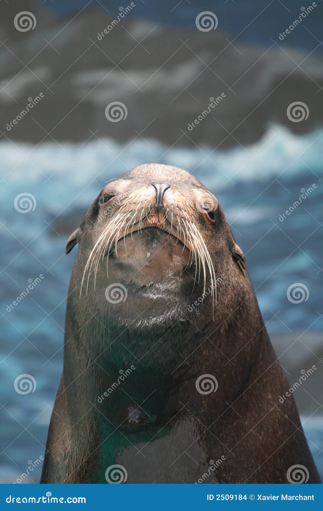 Seal portrait stock photo. Image of show, look, side, proud - 2509184