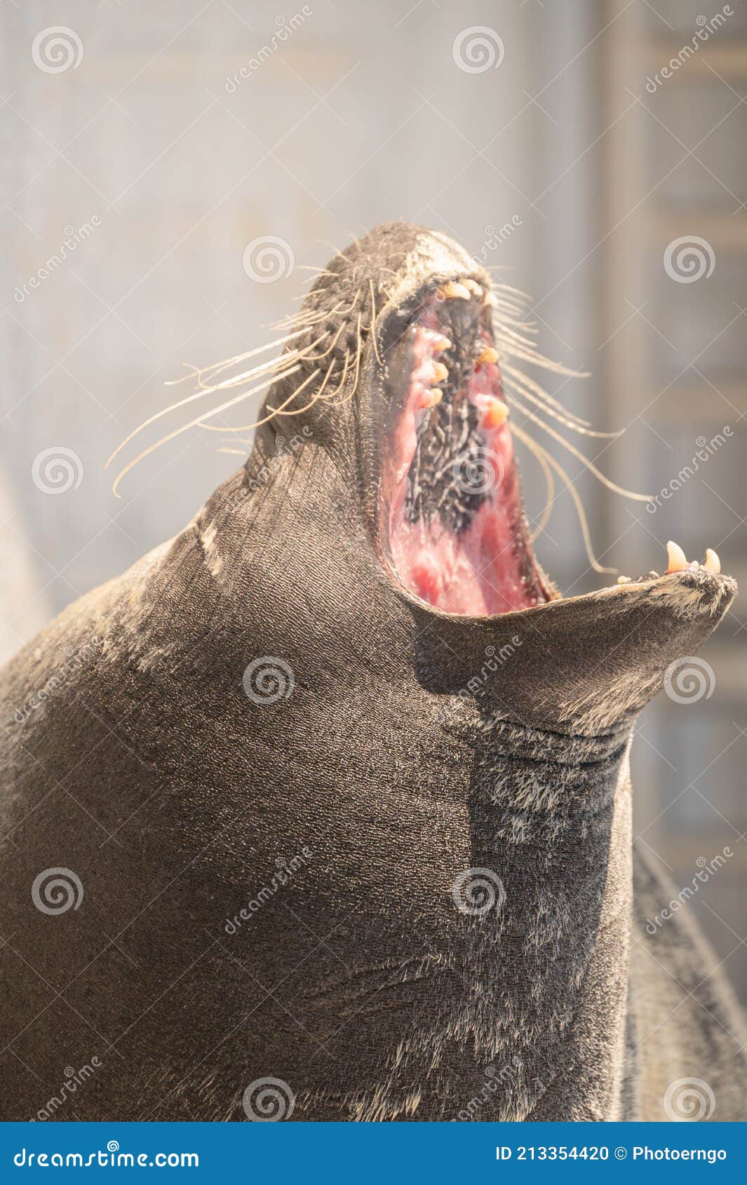 Seal Portrait with a Dramatic Yell Cut Stock Photo - Image of life ...