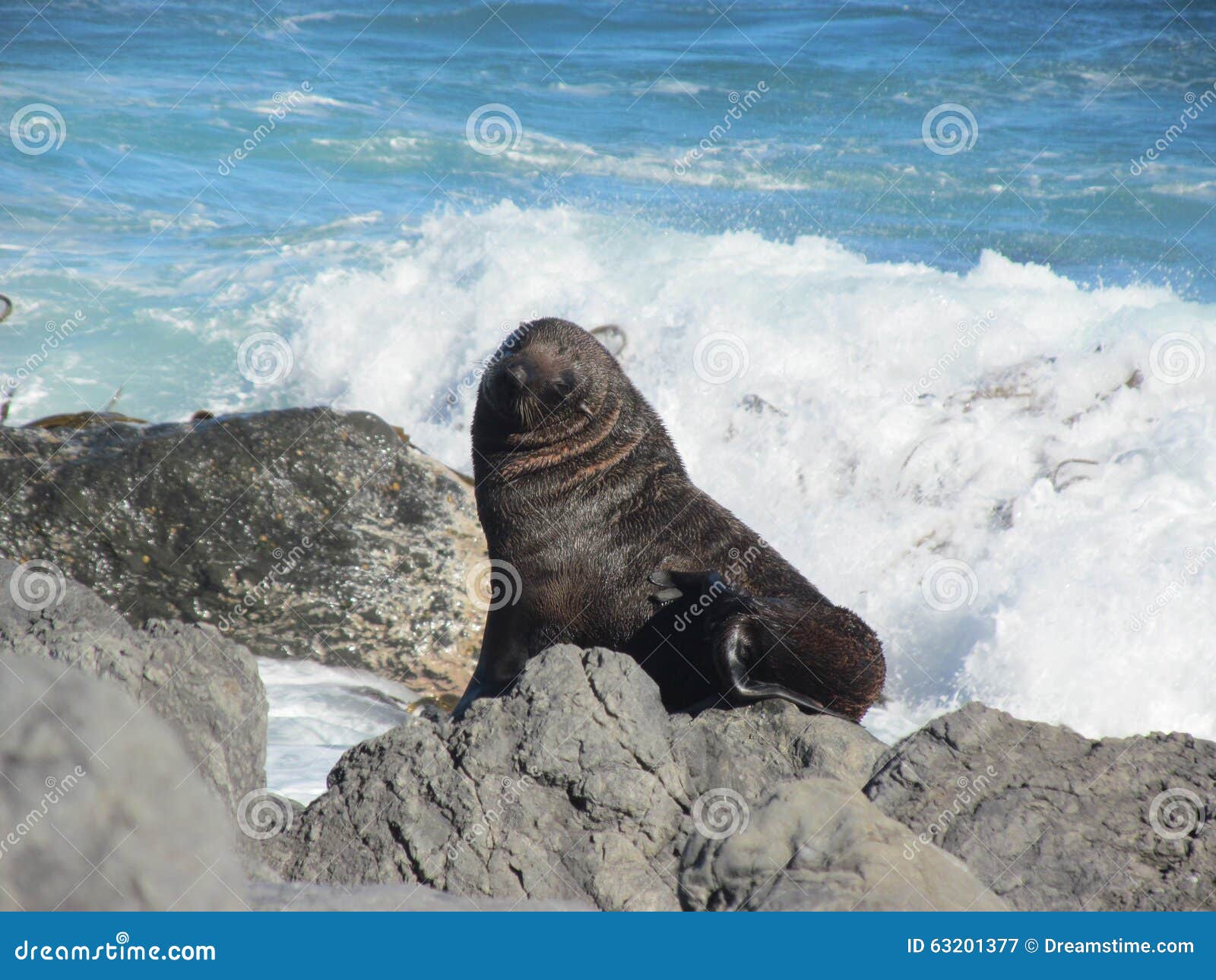Seal posing on a rock stock image. Image of beach, rock - 63201377