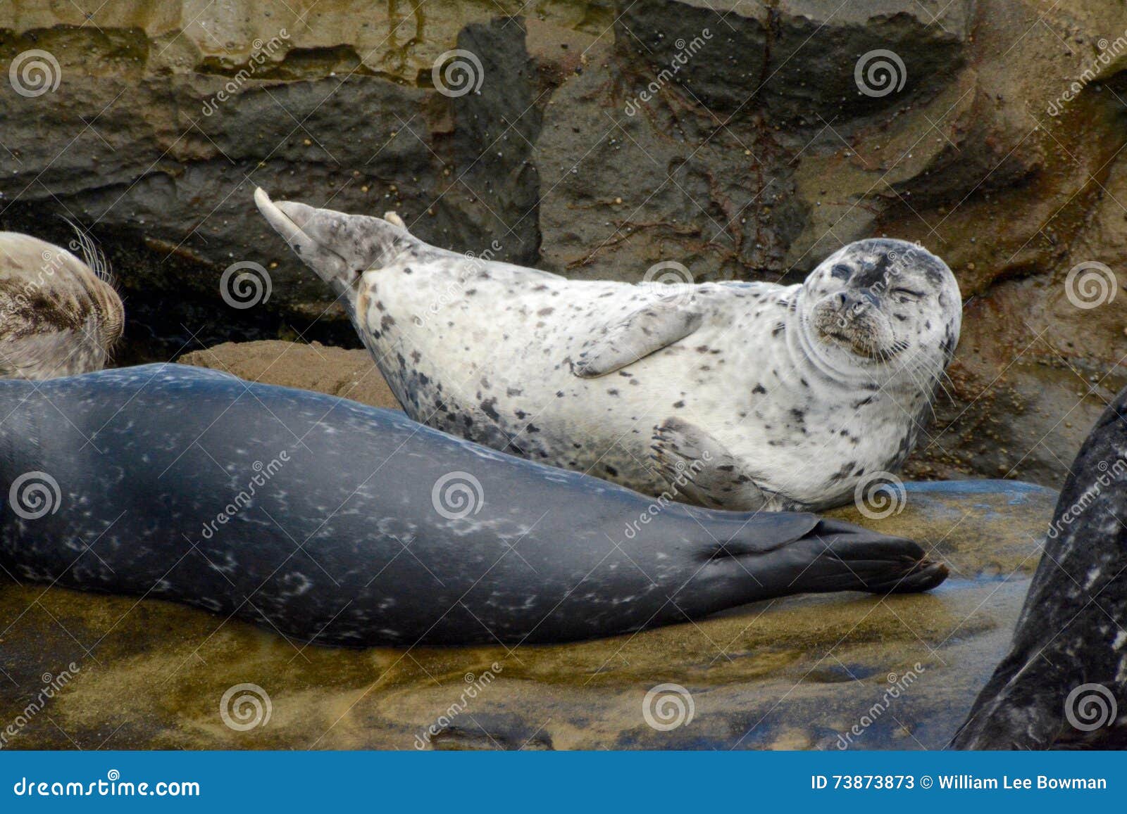 Seal Posing stock image. Image of coast, mammal, ocean - 73873873