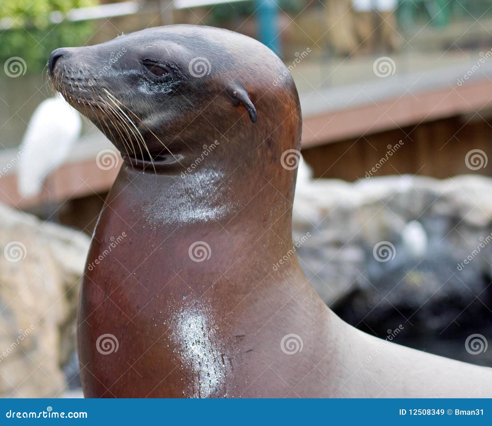 Seal Profile stock image. Image of whiskers, wildlife - 12508349