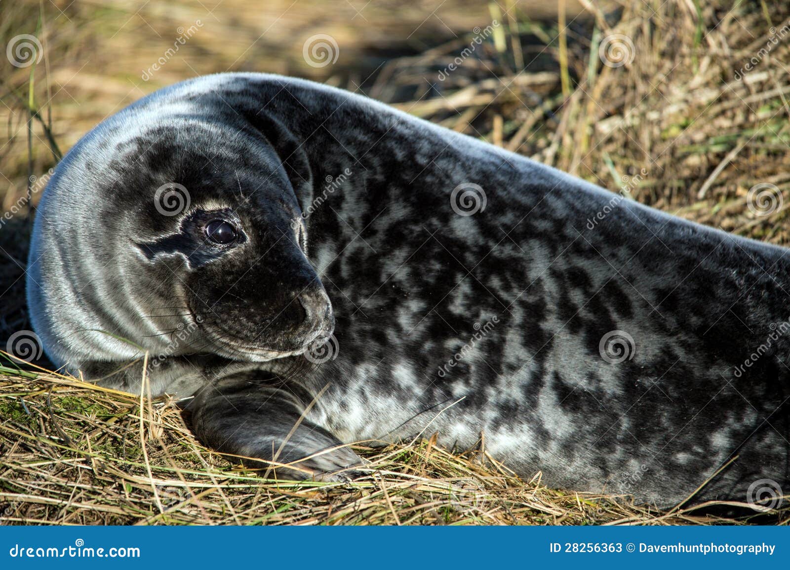 Seal Pup stock image. Image of marine, newborn, north - 28256363
