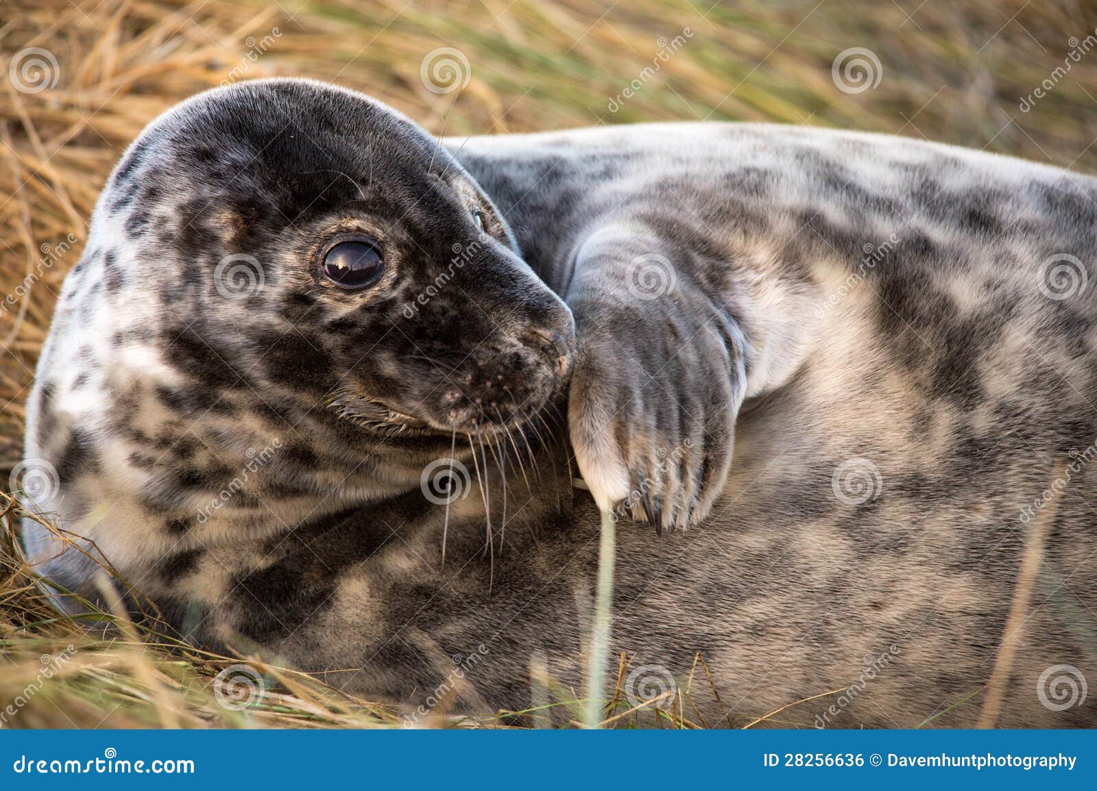 Seal Pup stock photo. Image of cute, marine, wildlife - 28256636