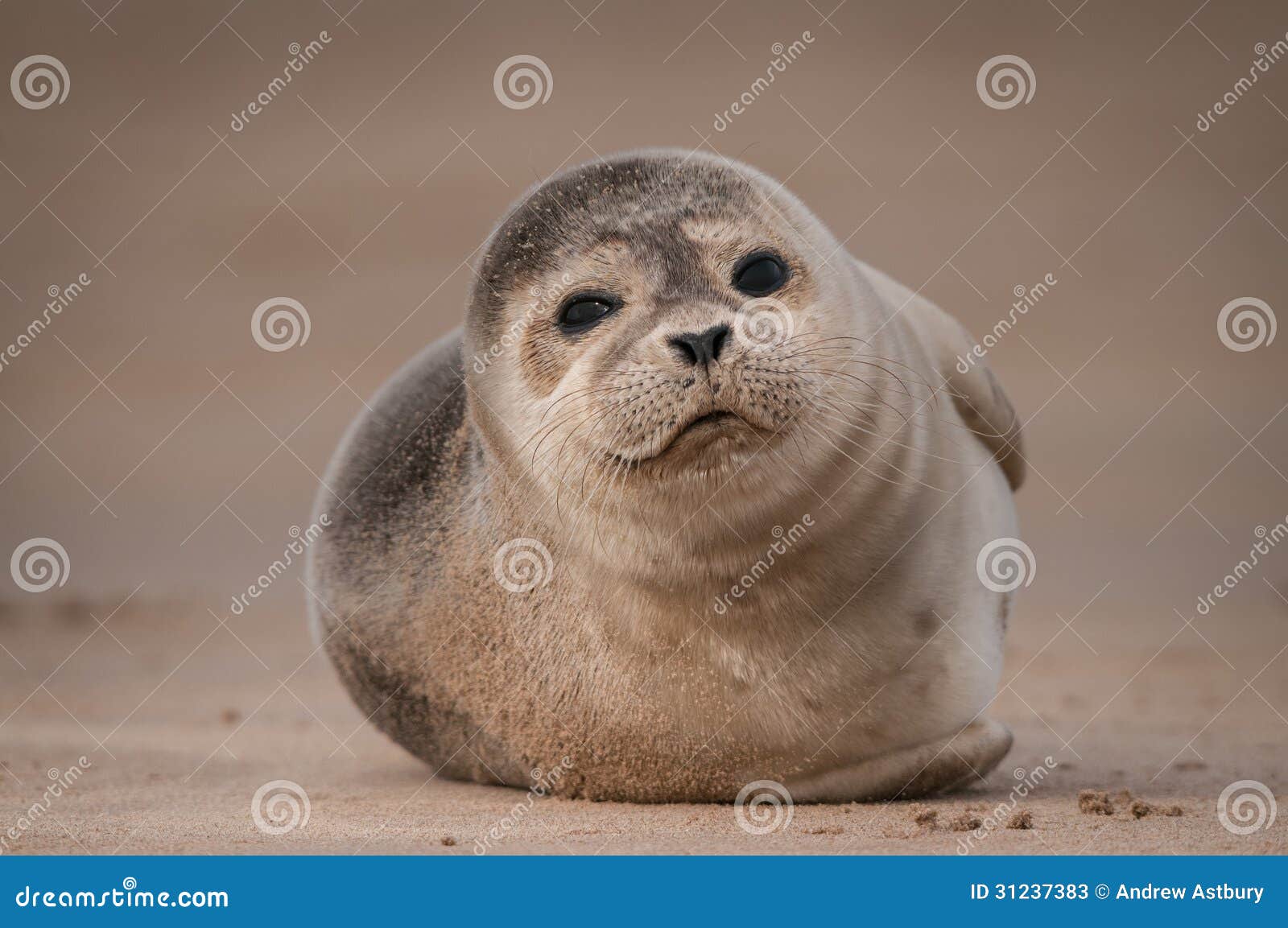 Seal Pup stock image. Image of ocean, grypus, aquatic - 31237383