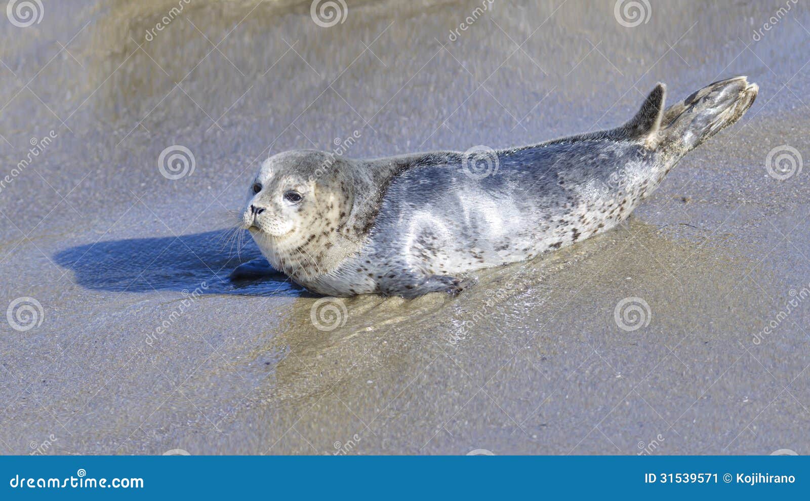 Wild Seal Puppy stock image. Image of horizontal, mammal - 31539571