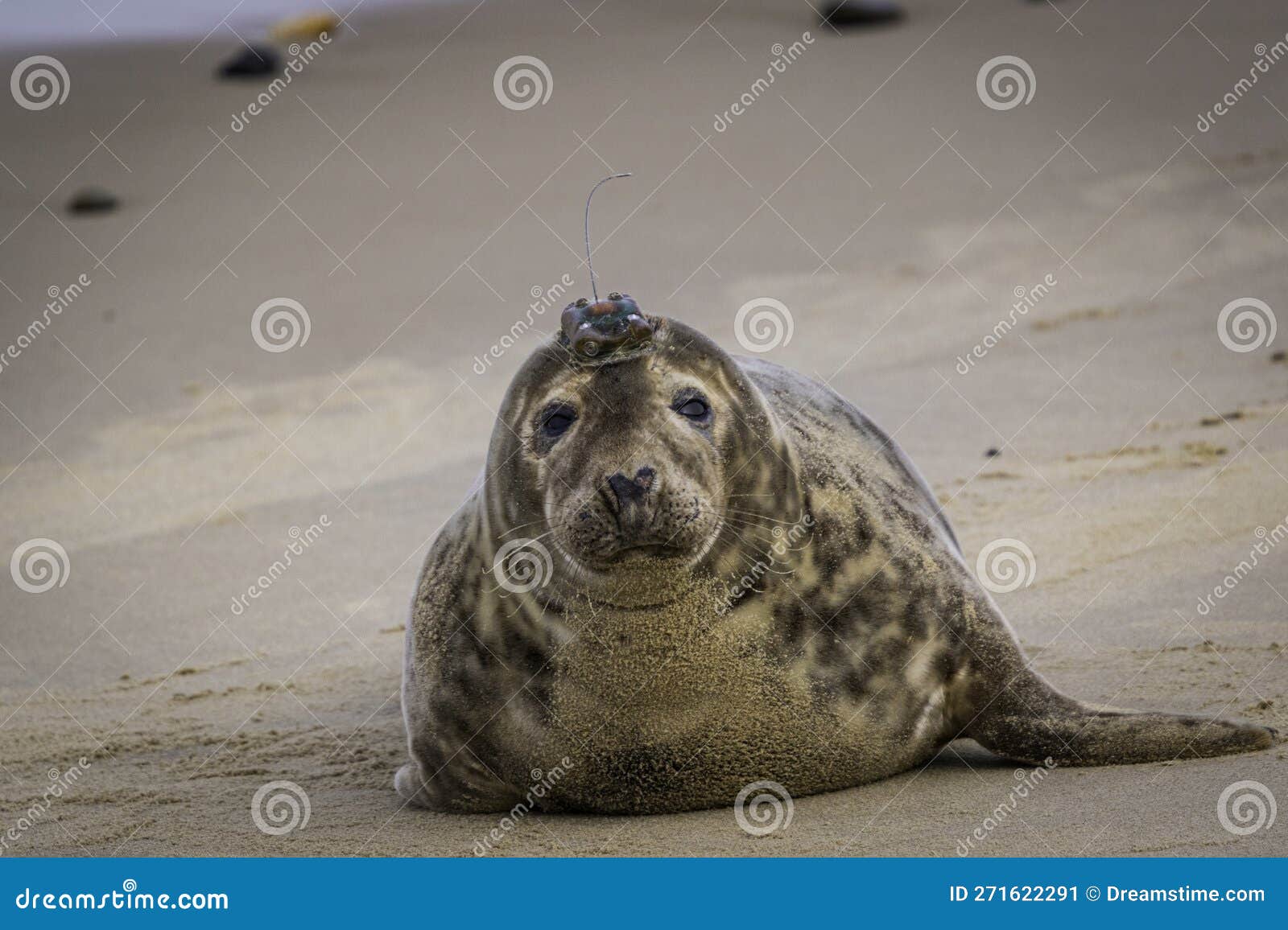 A Seal with a Radio Tracker on the Beach Stock Image - Image of coastal ...